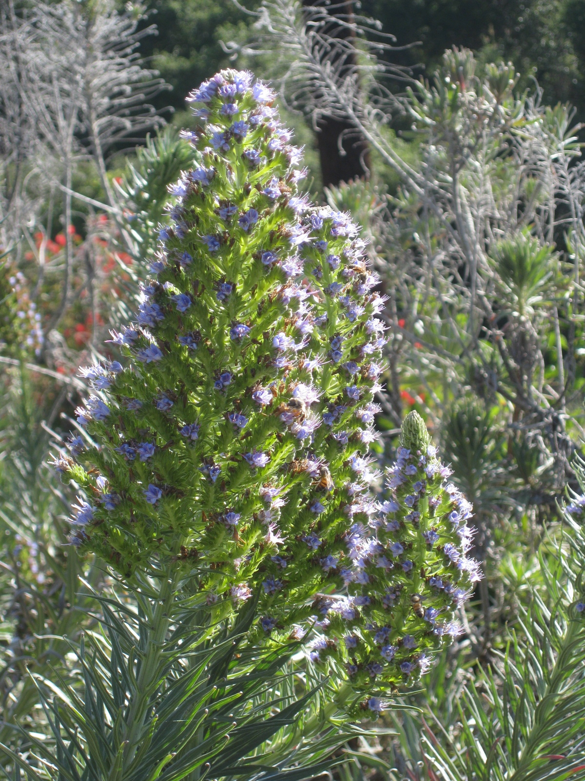 Pride of Madeira | Sage's Acre