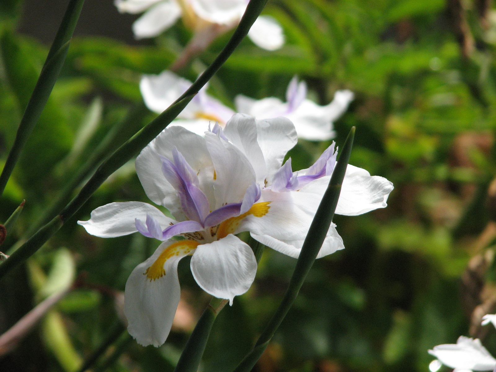 Butterfly Iris | Sage's Acre