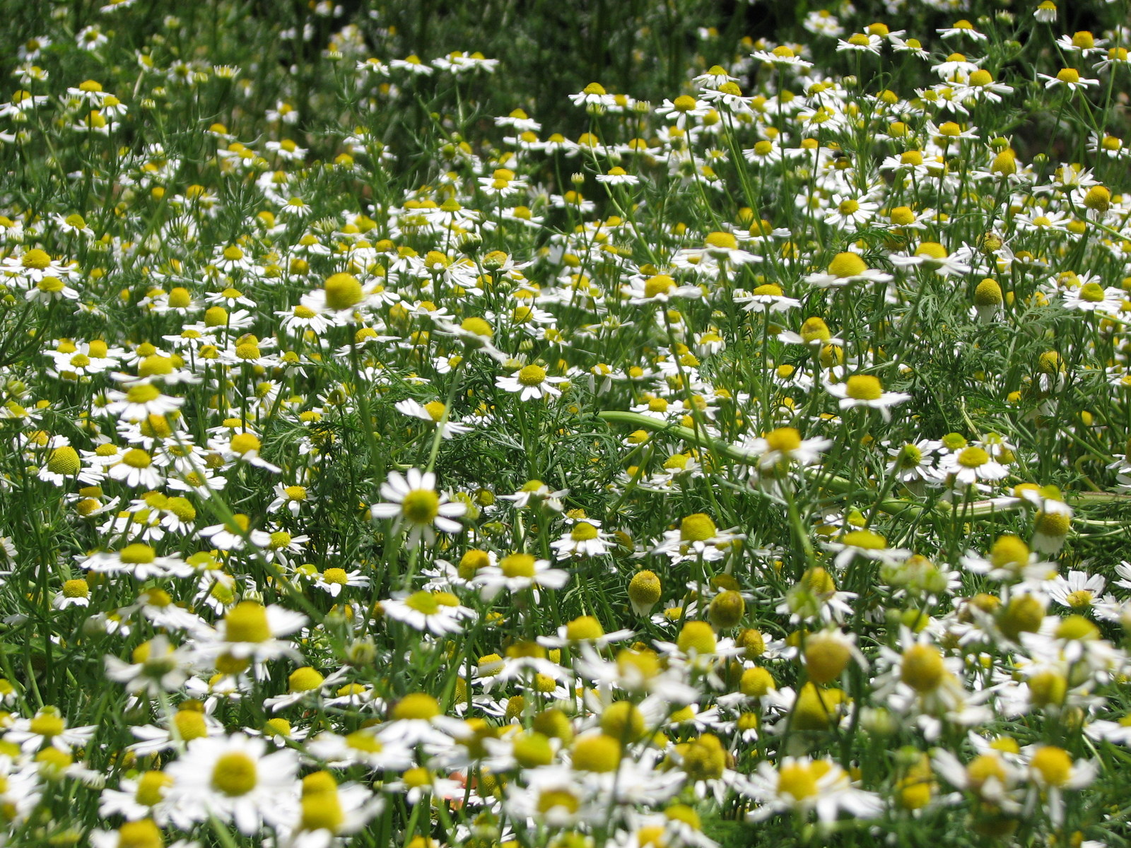 Field of Chamomile | Sage's Acre