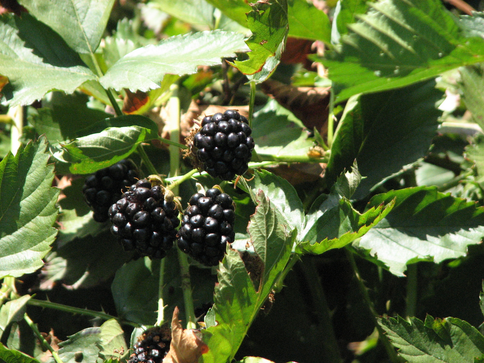 Blackberry Season | Sage's Acre