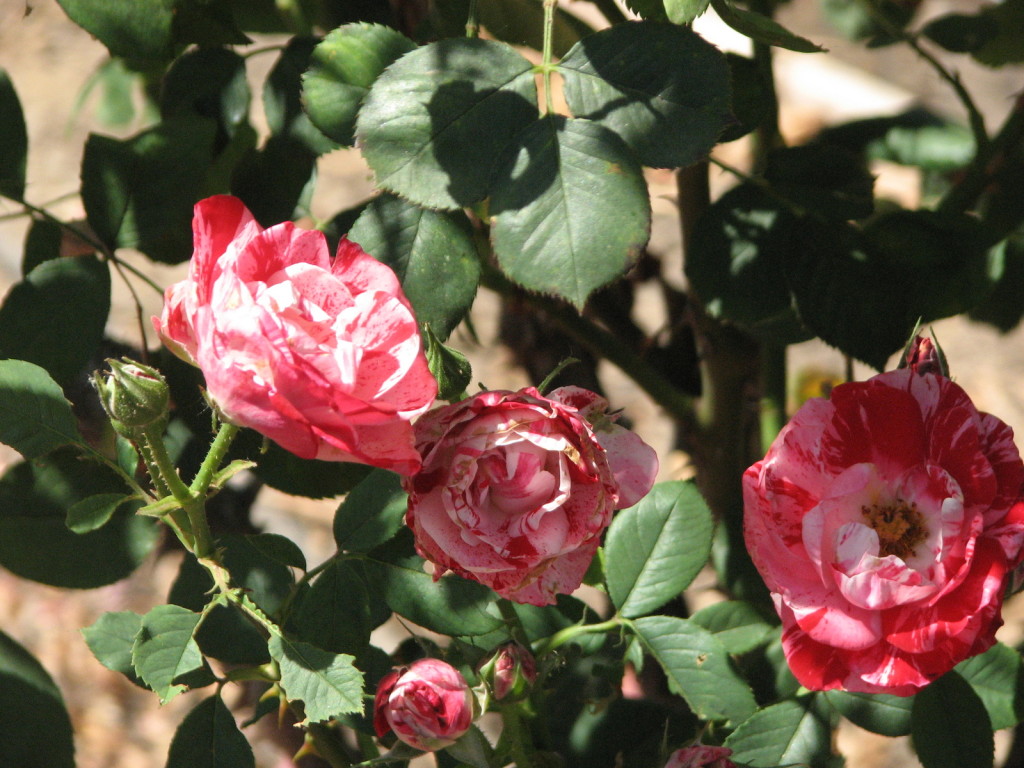 Peppermint Twist Rose | Sage's Acre