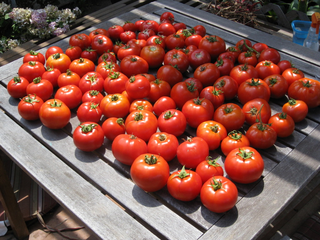 San Diego Tomatoes | Sage's Acre