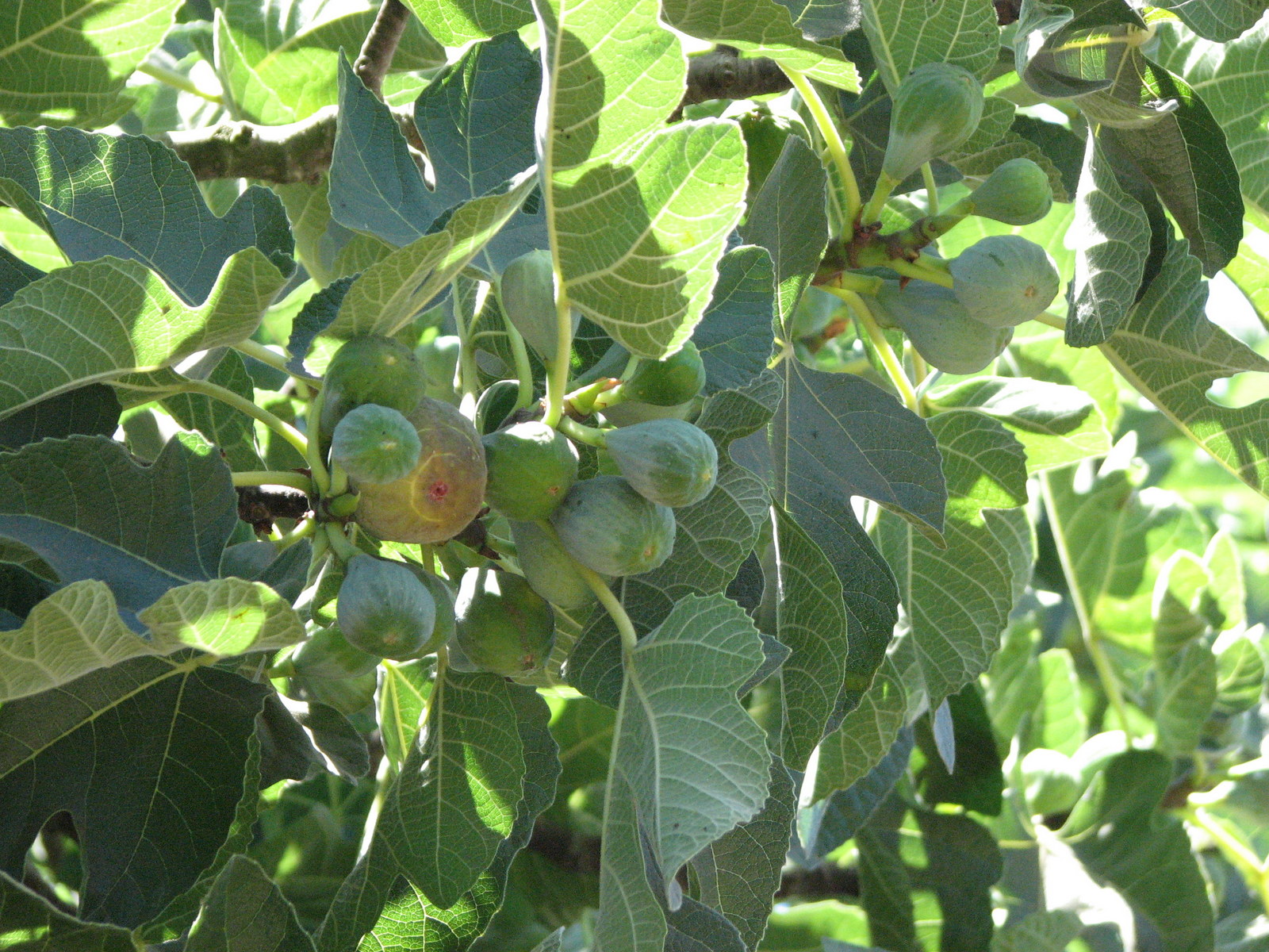 Brown Turkey Fig (Ficus Carica) | Sage's Acre