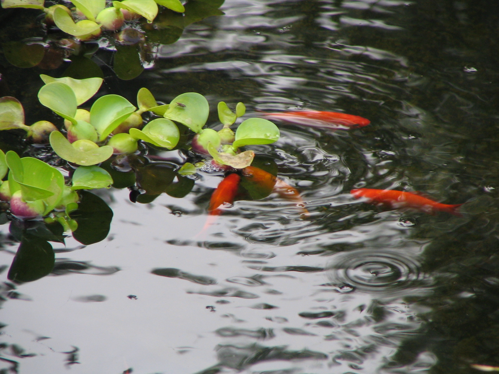 10 Cent Gold Fish | Sage's Acre