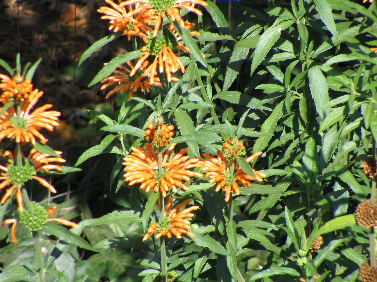 Lion’s Mane Takes the Heat | Sage's Acre