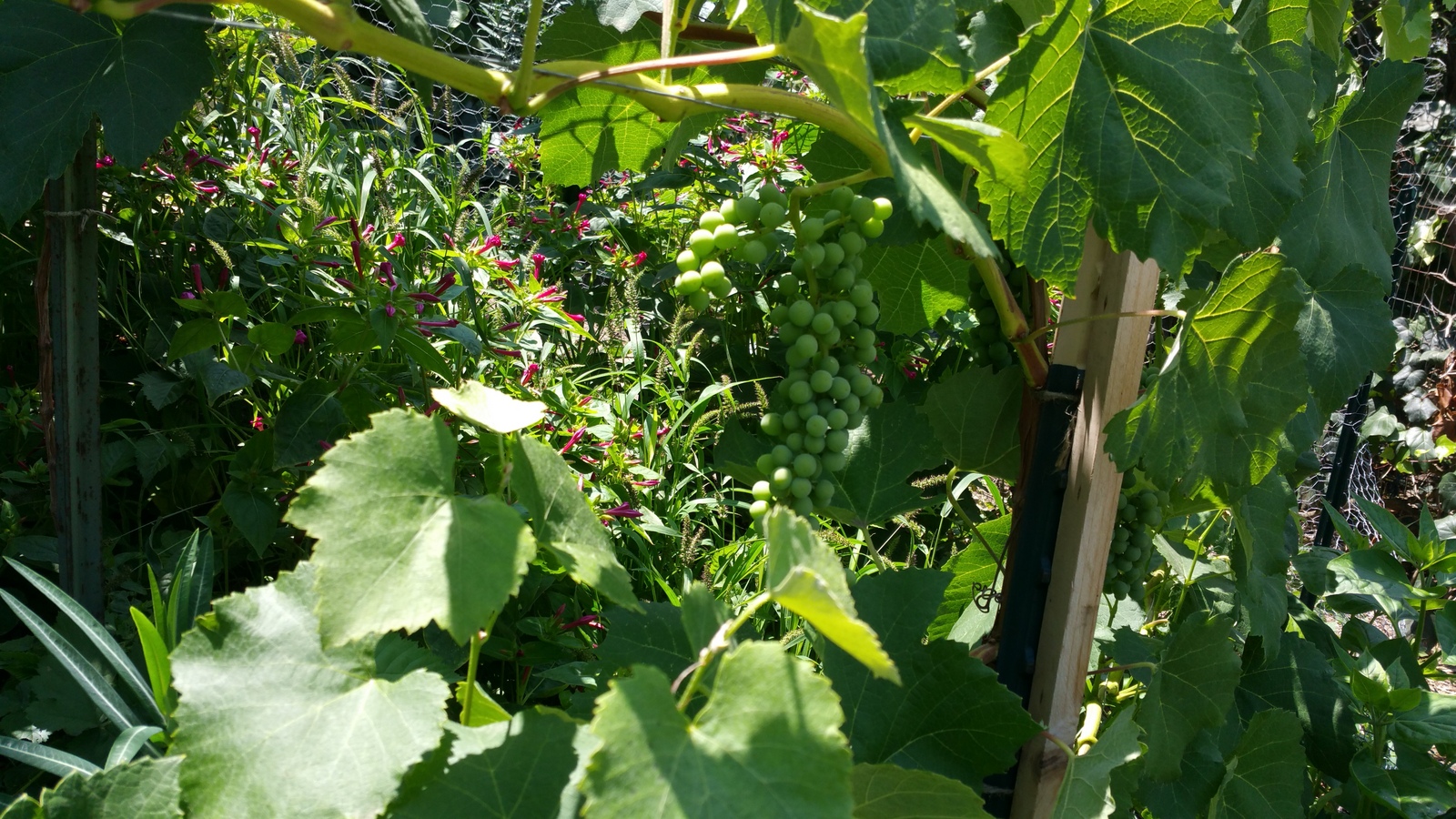 Perlette Table Grape | Sage's Acre