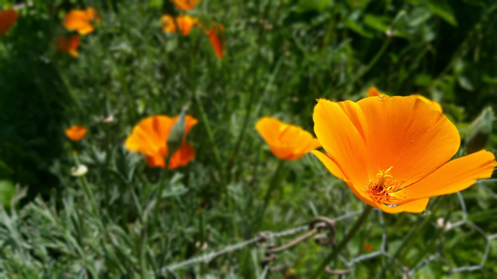 Lazy Garden Tip: Golden Poppies are Super Easy to Grow | Sage's Acre
