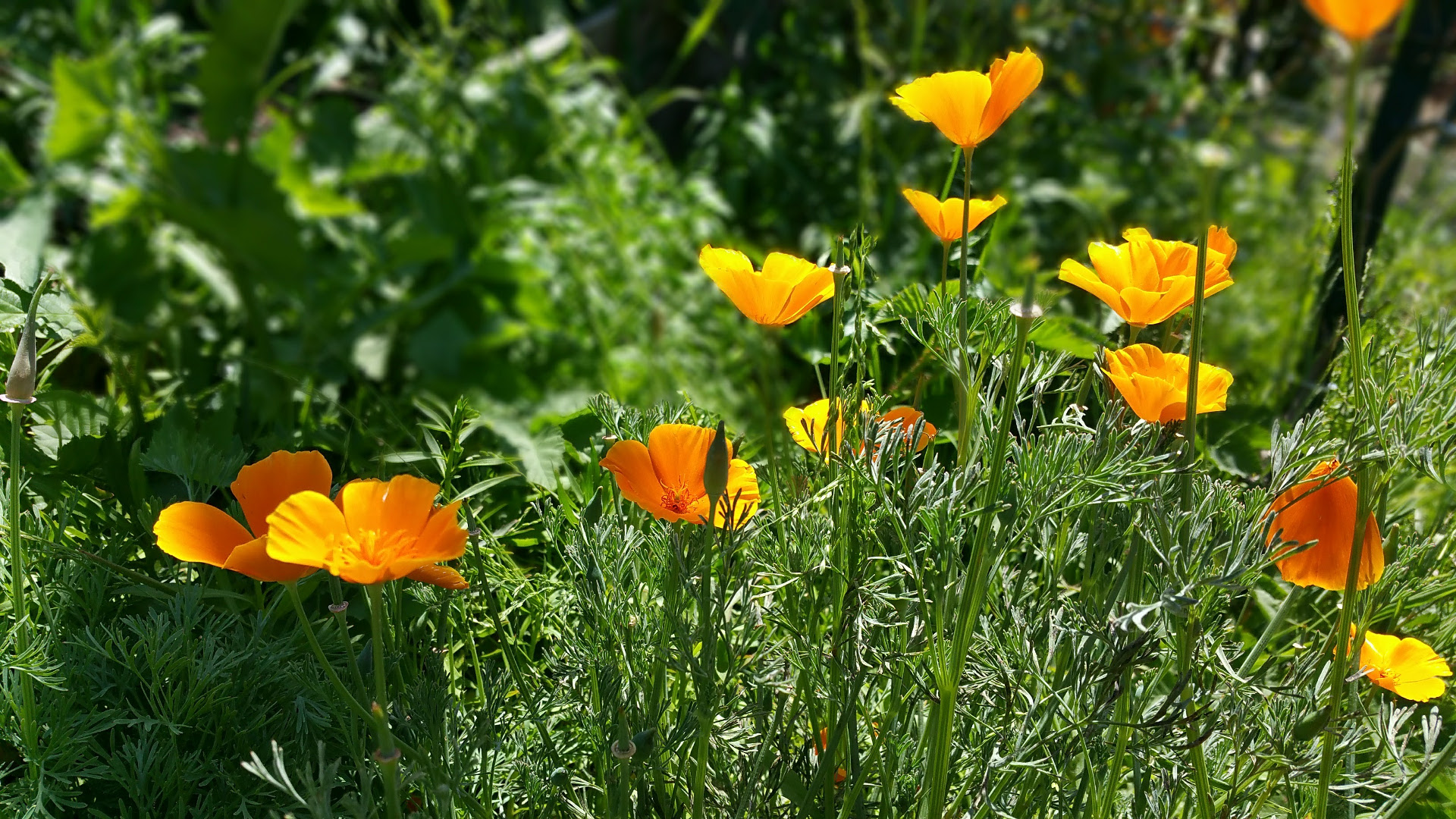 Lazy Garden Tip: Golden Poppies are Super Easy to Grow | Sage's Acre