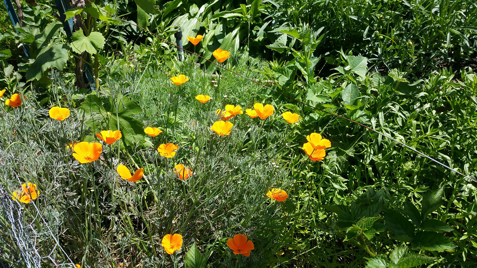 Lazy Garden Tip: Golden Poppies are Super Easy to Grow | Sage's Acre