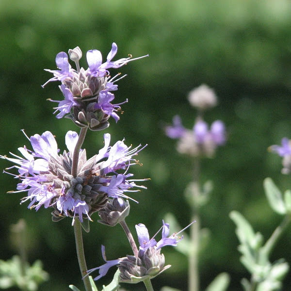 Photo of the Day: Cleveland Sage in Bloom | Sage's Acre