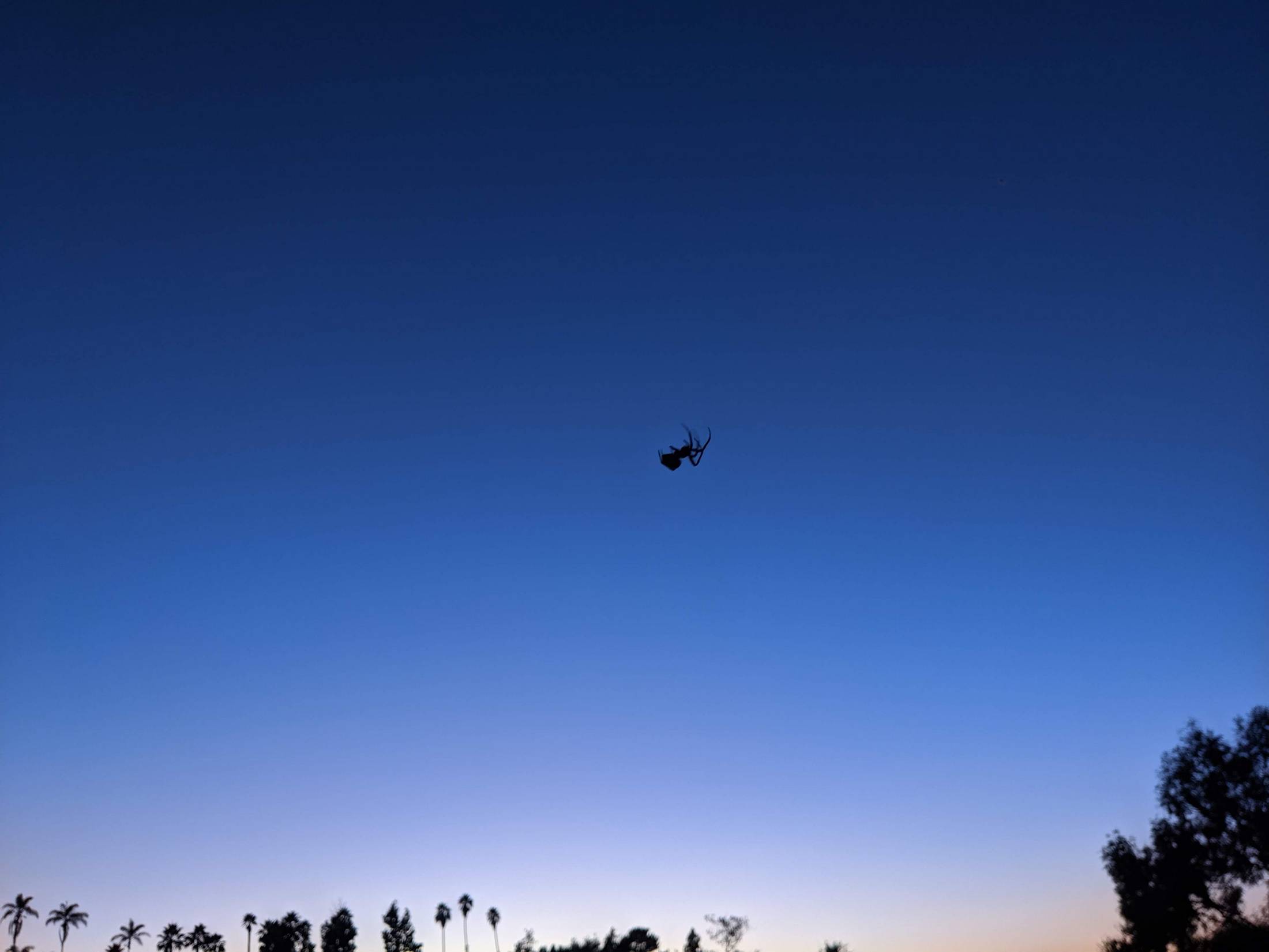 Photo of the Day: Spider at Sunset | Sage's Acre