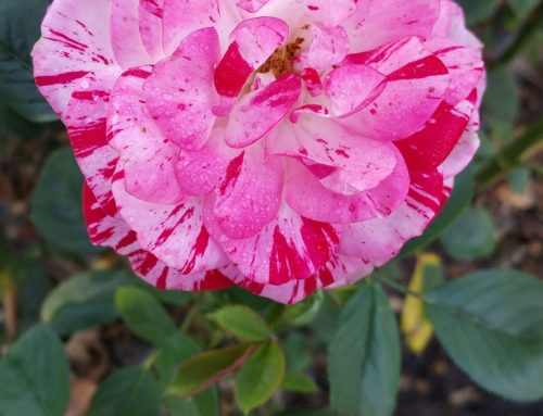 The Fig Says it's Spring | Sage's Acre | Home, Yard, Adventure