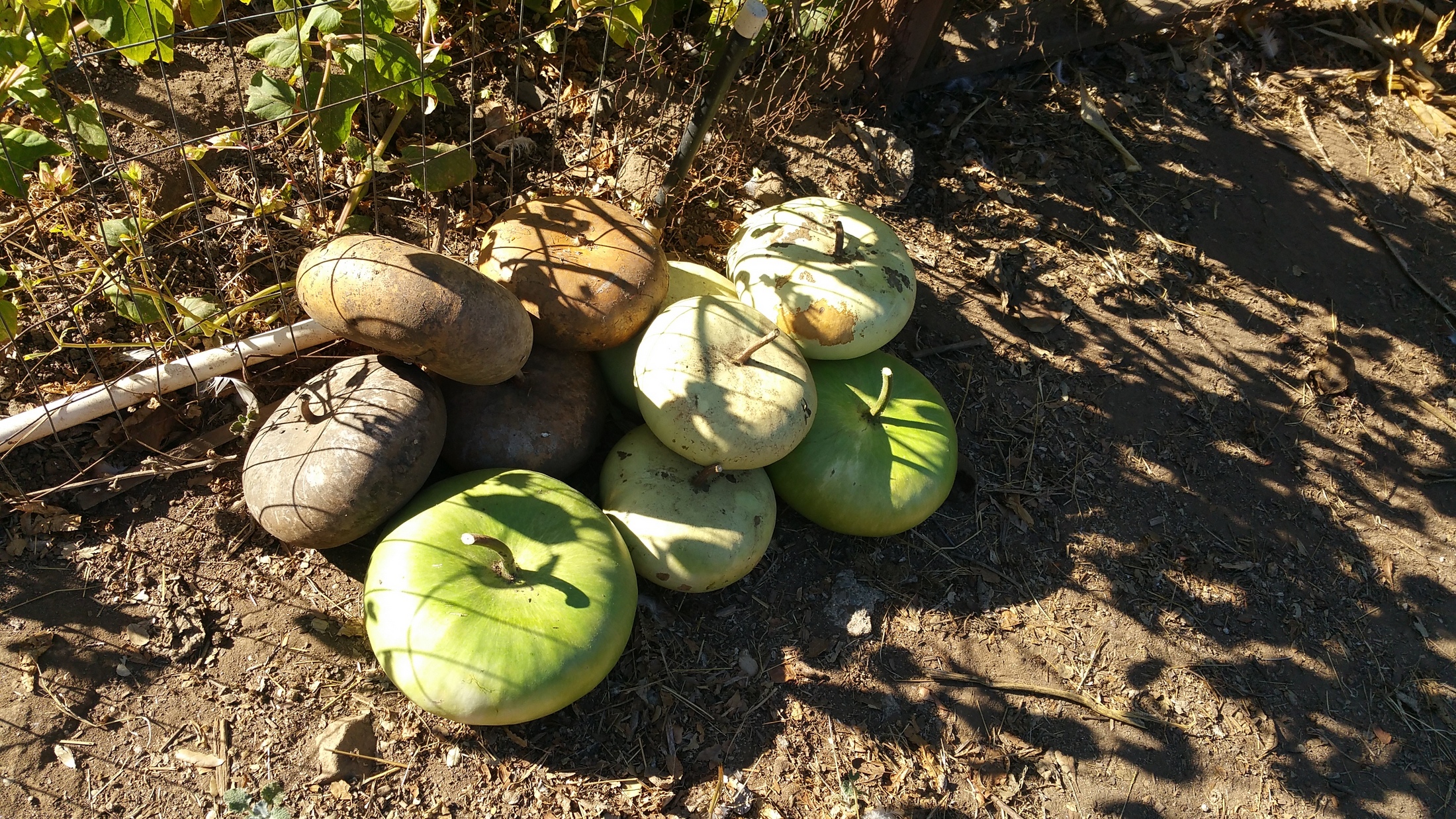 Bowl Gourds | Sage's Acre