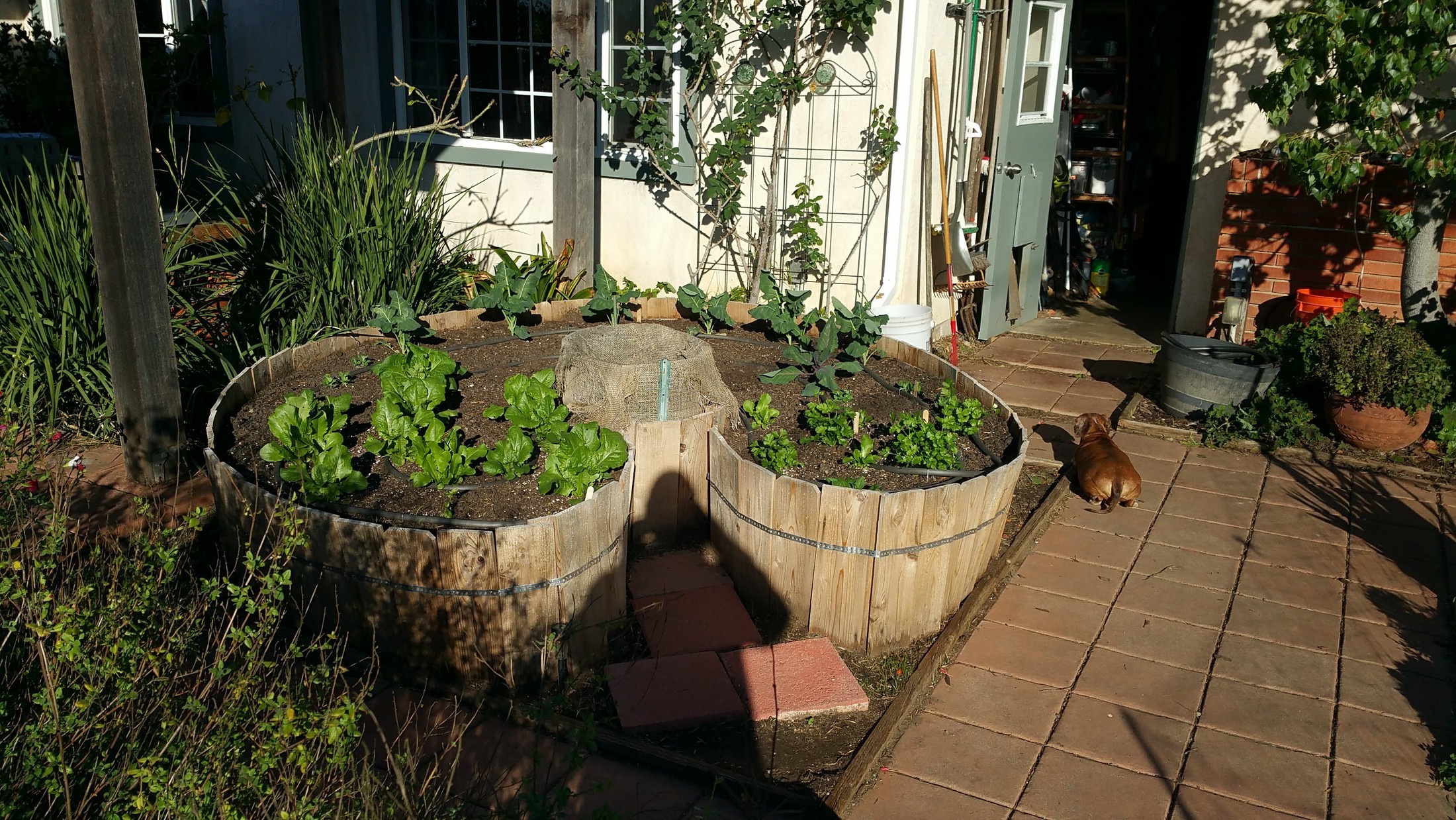 Keyhole Garden – December 15, 2019 | Sage's Acre