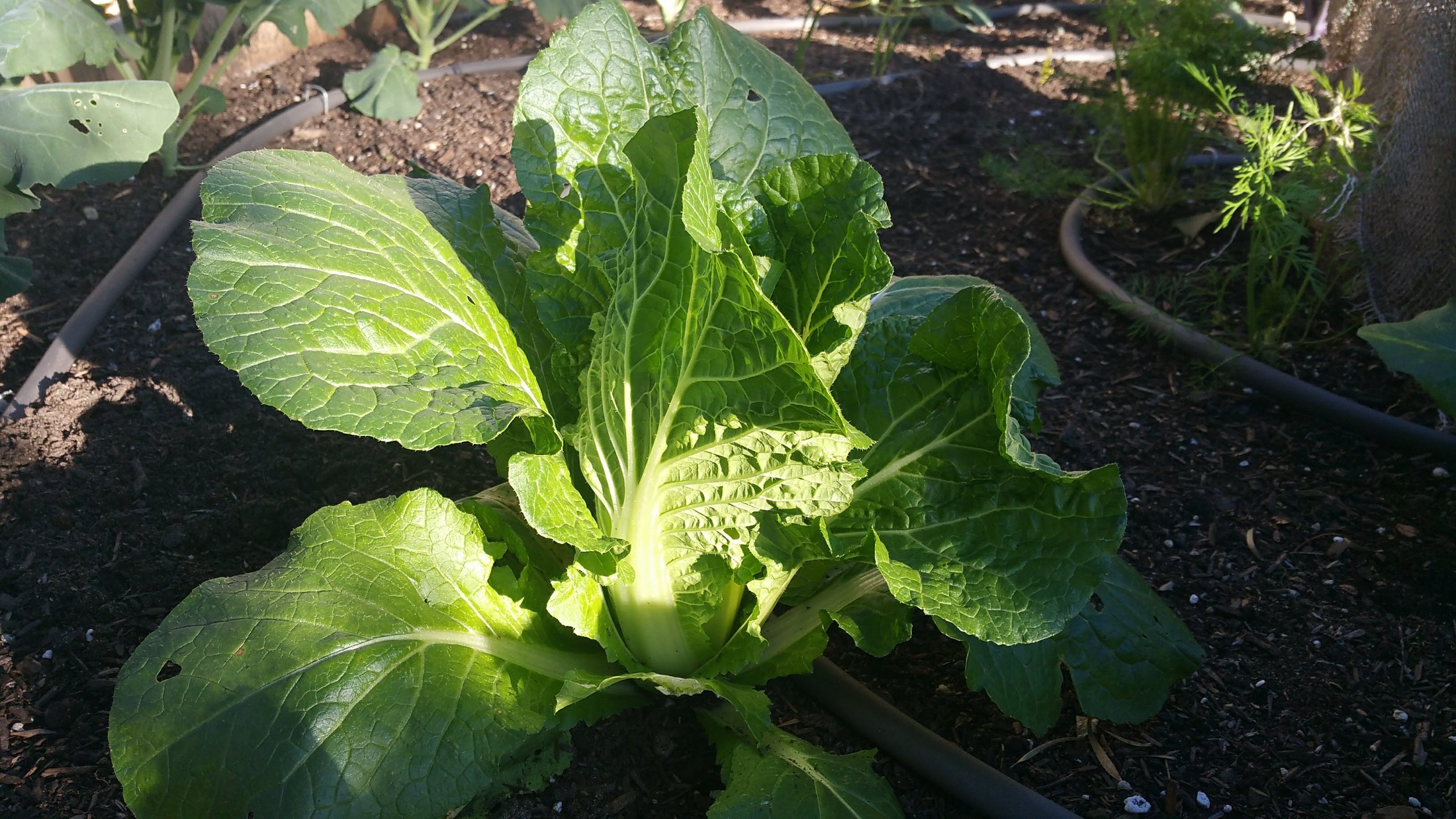 Chinese Cabbage – “Minuet” | Sage's Acre