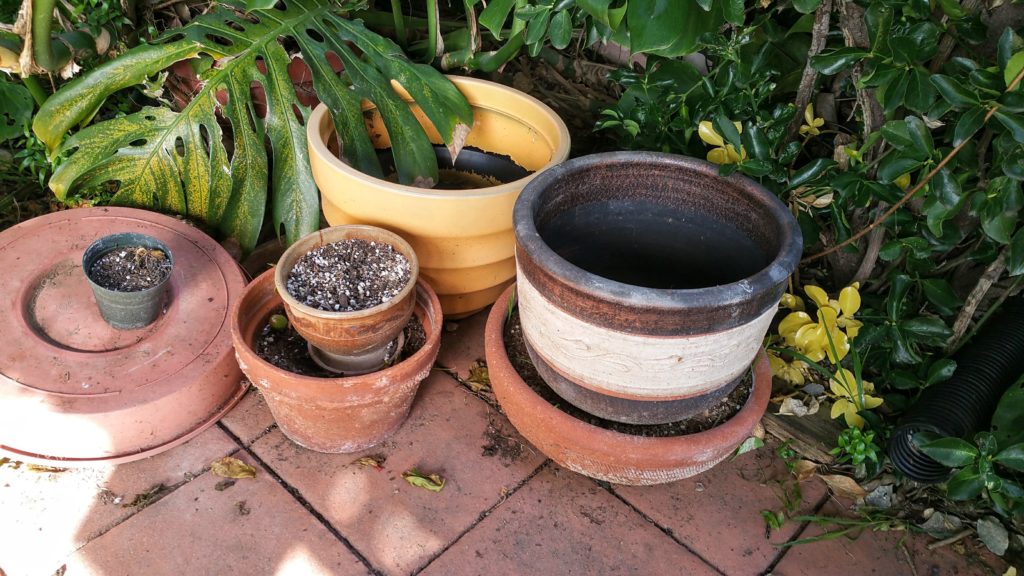 Mid-winter Garden Tasks for Spring | Sage's Acre