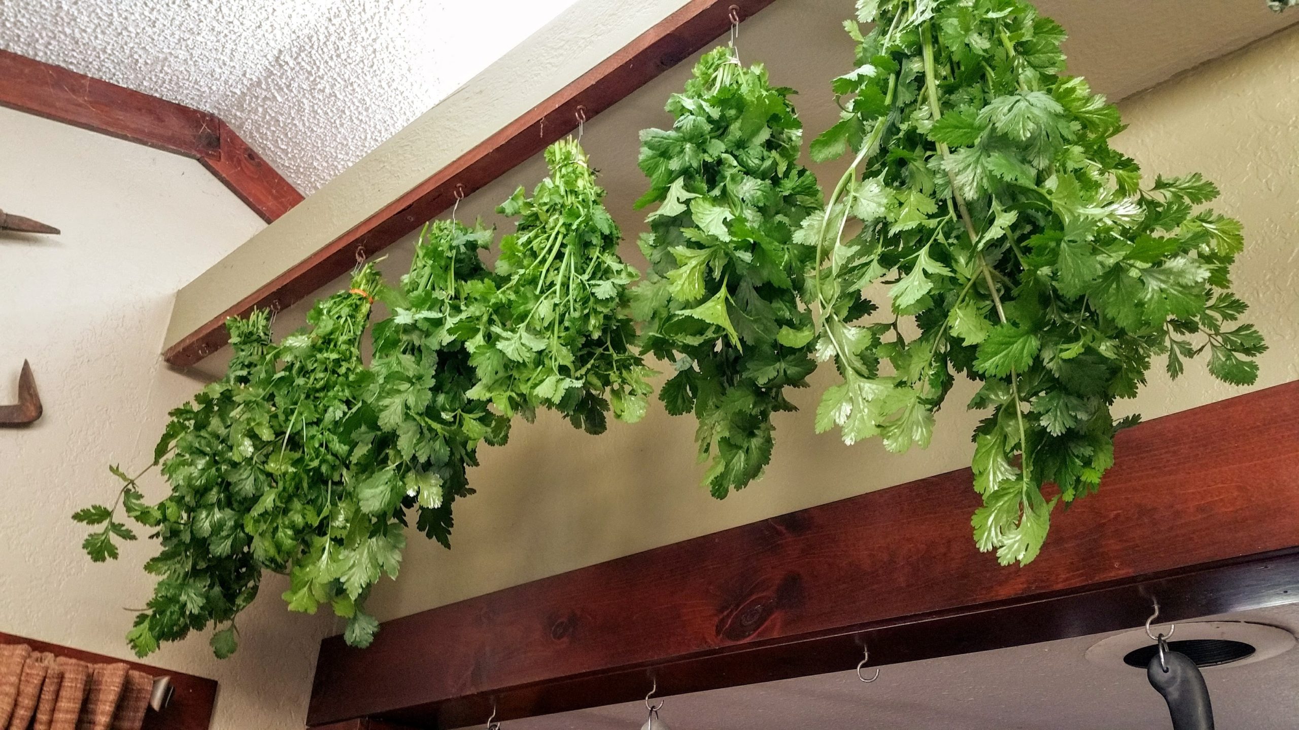 Fresh Cilantro Hung to Dry | Sage's Acre