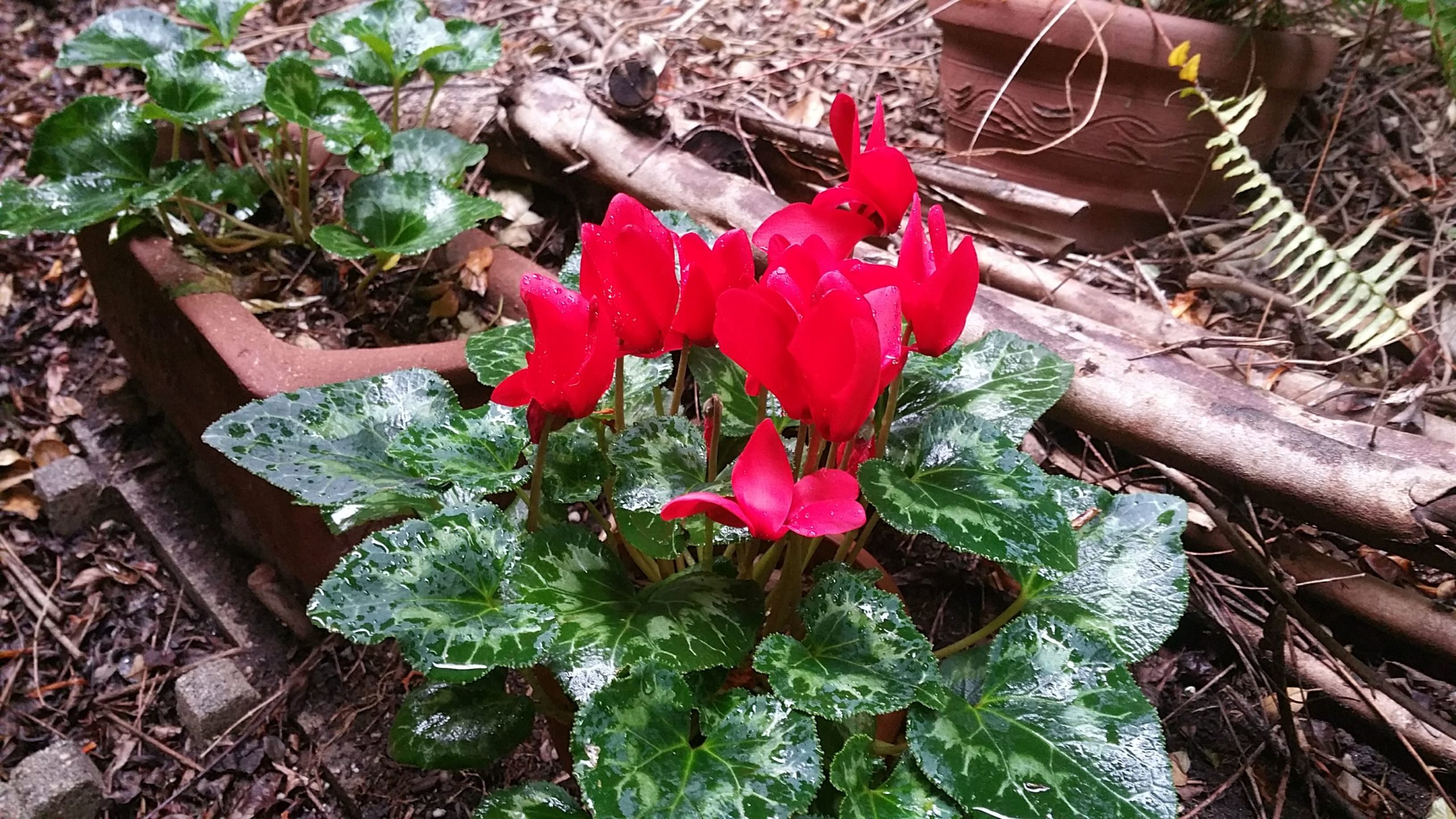 Cyclamen in Bloom, no Photo Filter Required | Sage's Acre