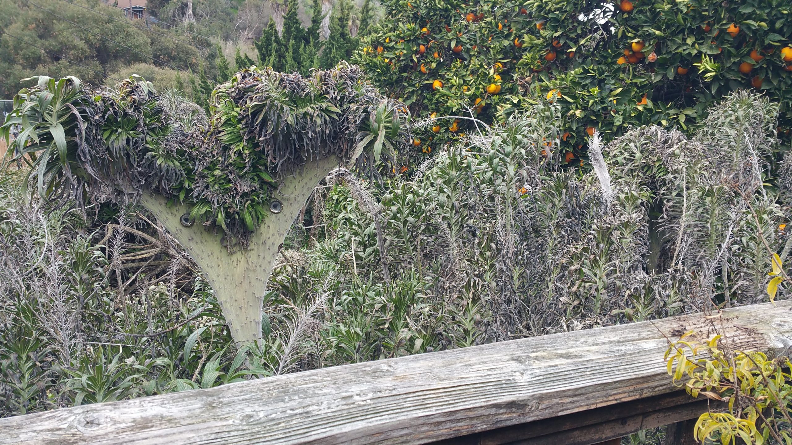 Peeping Pride of Madeira | Sage's Acre