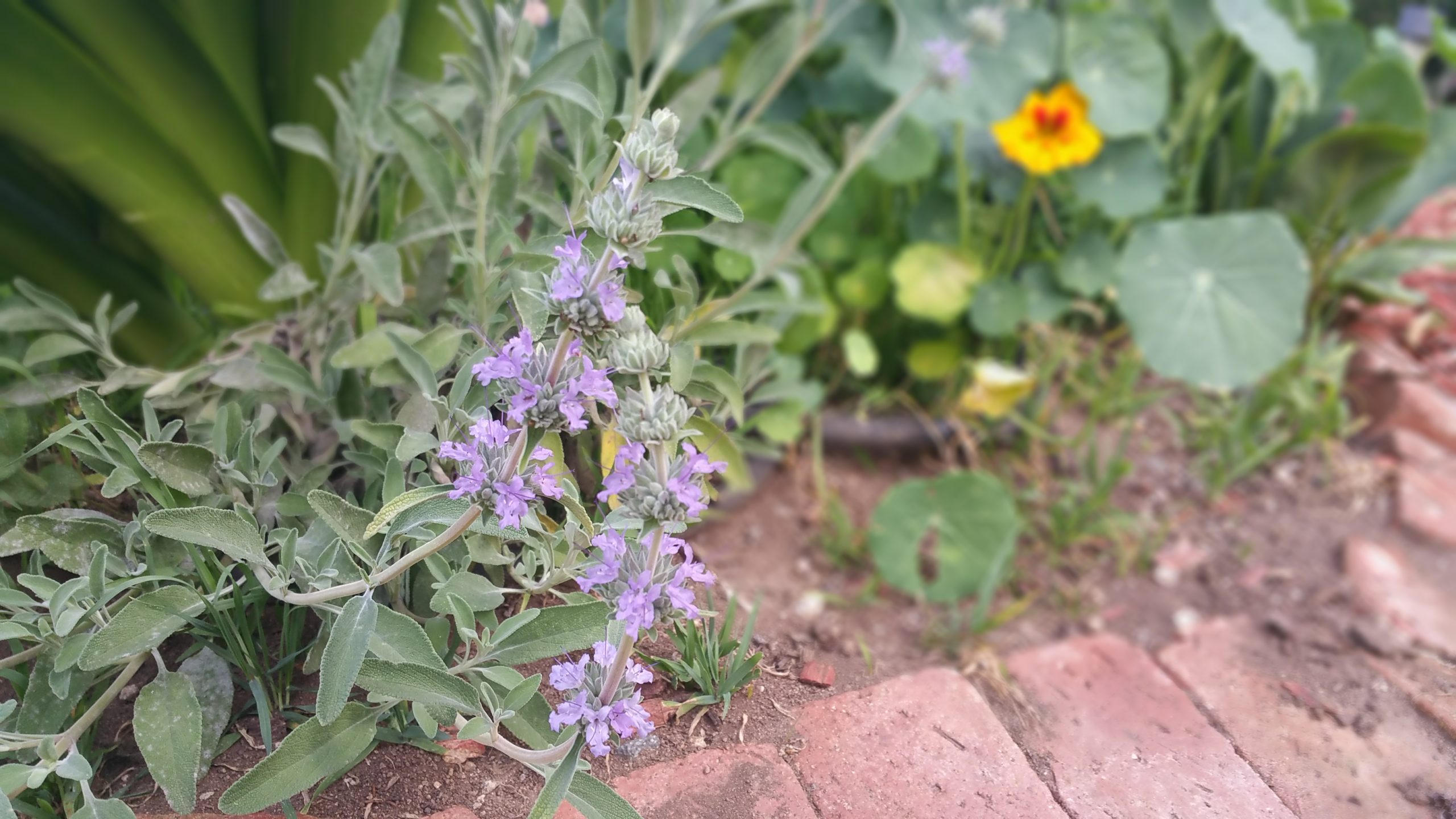 Bee’s Bliss Sage in Bloom | Sage's Acre