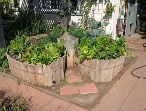 My Keyhole Garden is Amazing | Sage's Acre | A Suburban Homestead