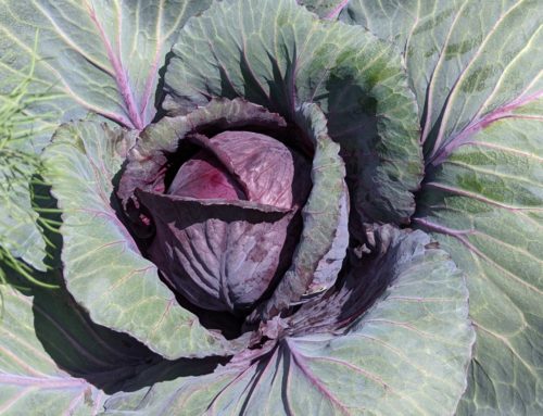 A Tropical Sunset | Sage's Acre | A Suburban Homestead