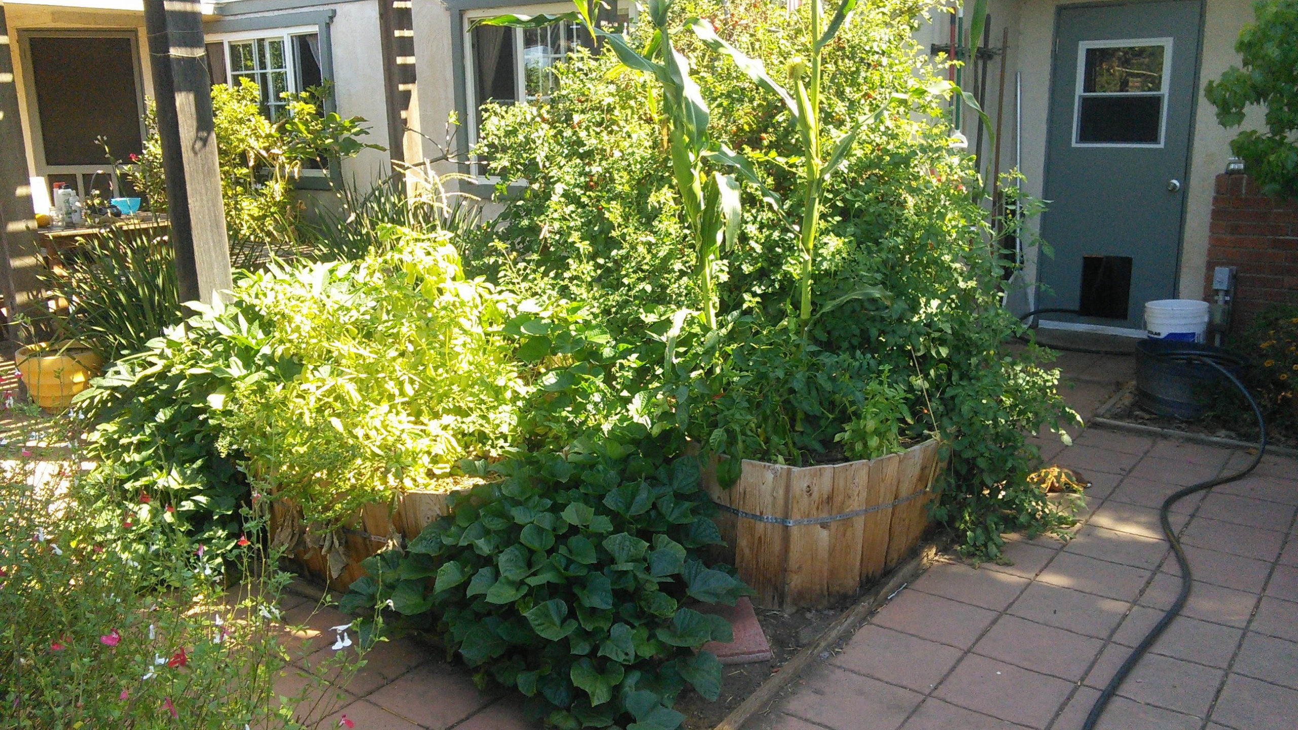 Lessons from the Keyhole Garden | Sage's Acre