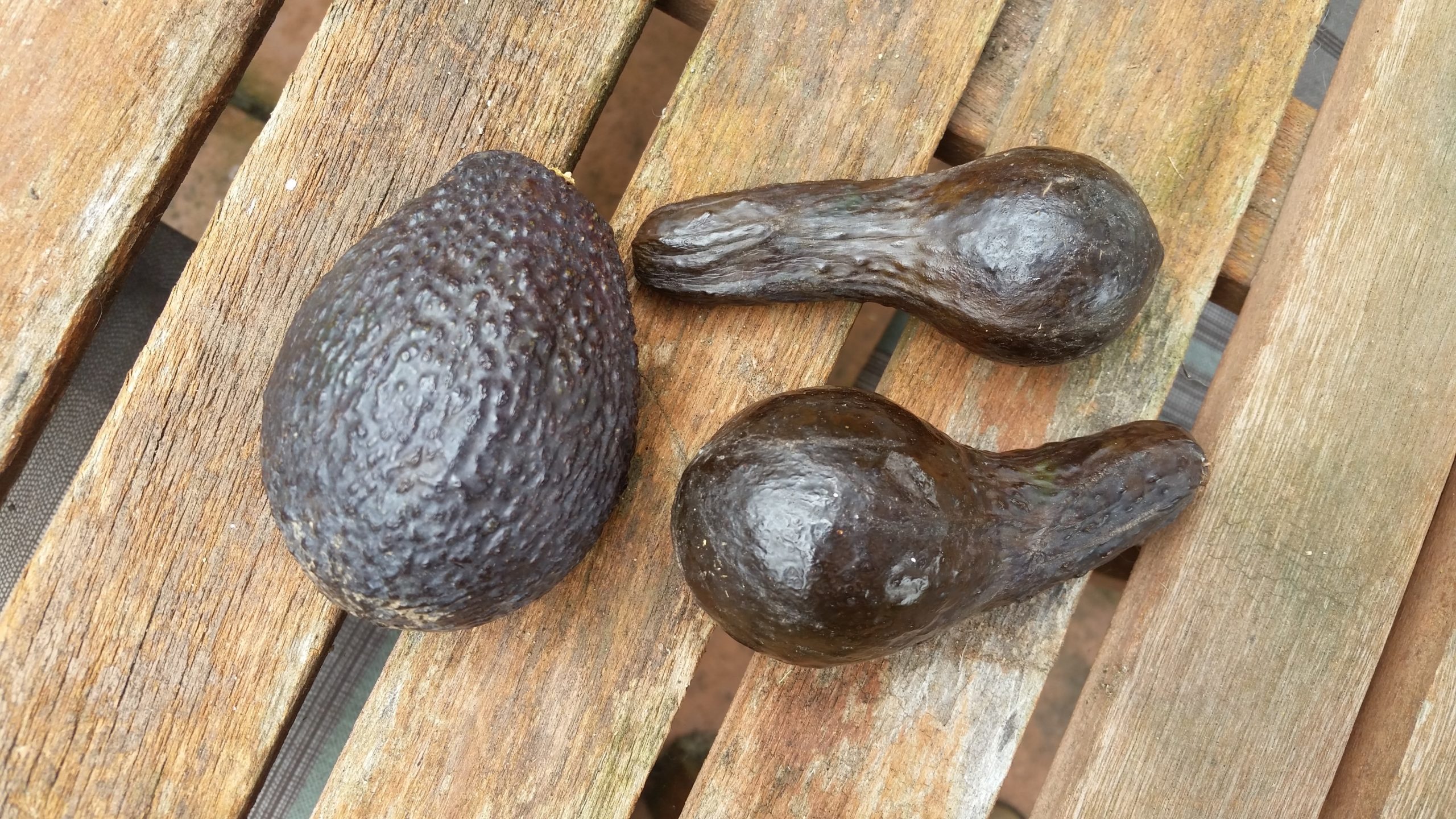 Unusual Avocado Varieties | Sage's Acre