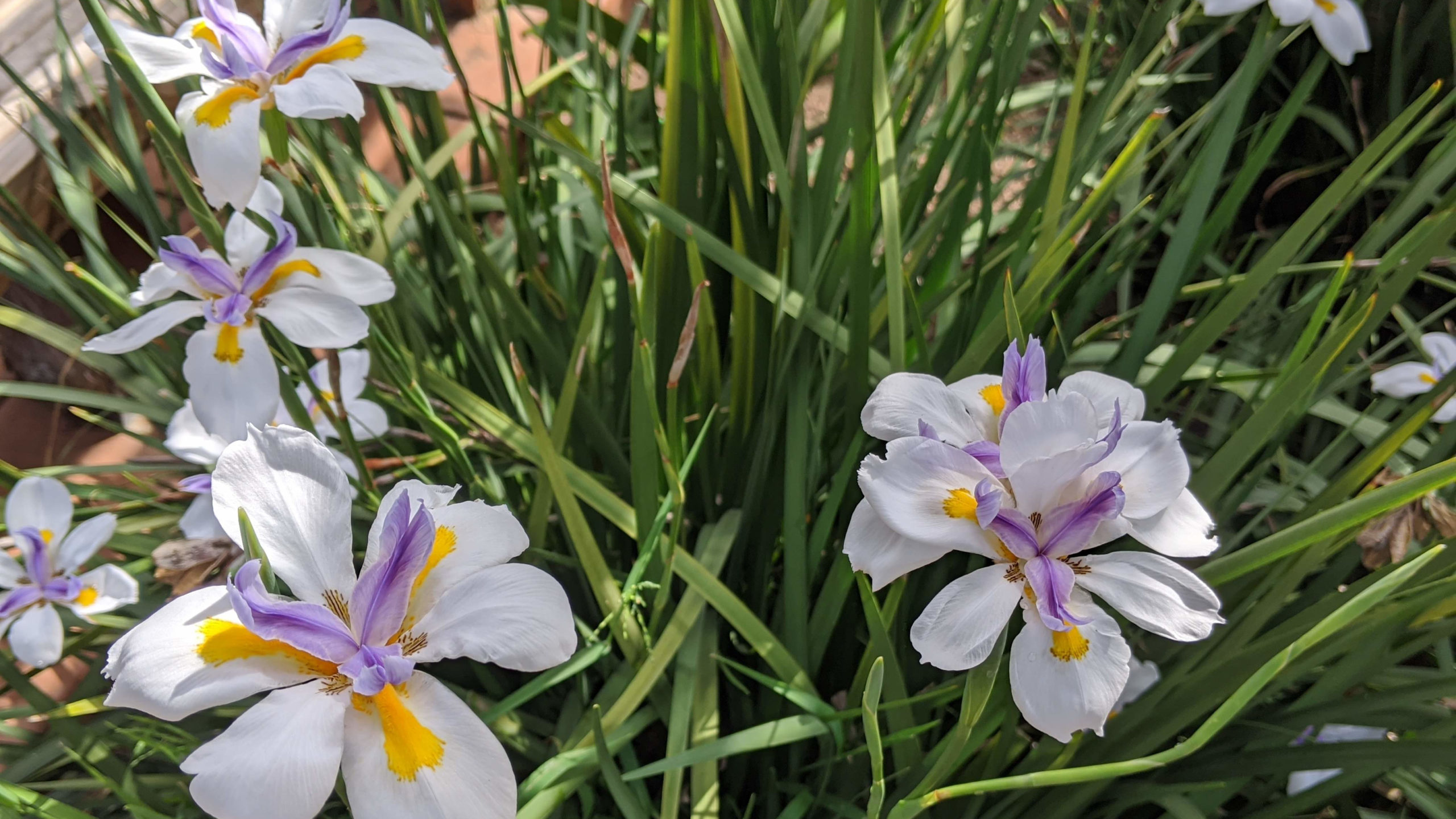 Butterfly Iris is Beautiful Cover | Sage's Acre