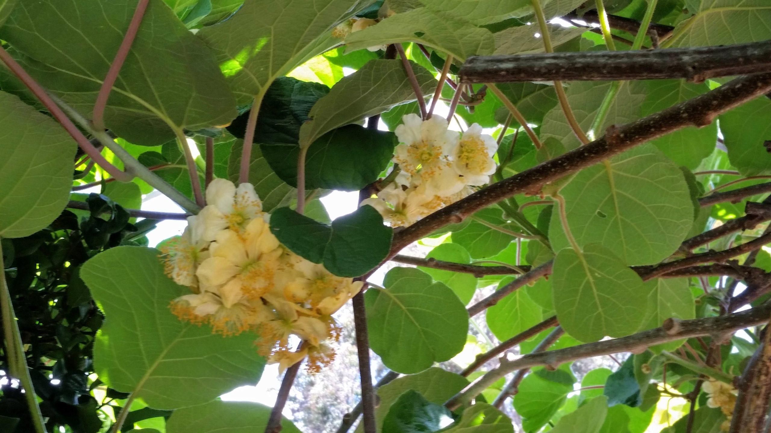 A Kiwi Love Story | Sage's Acre