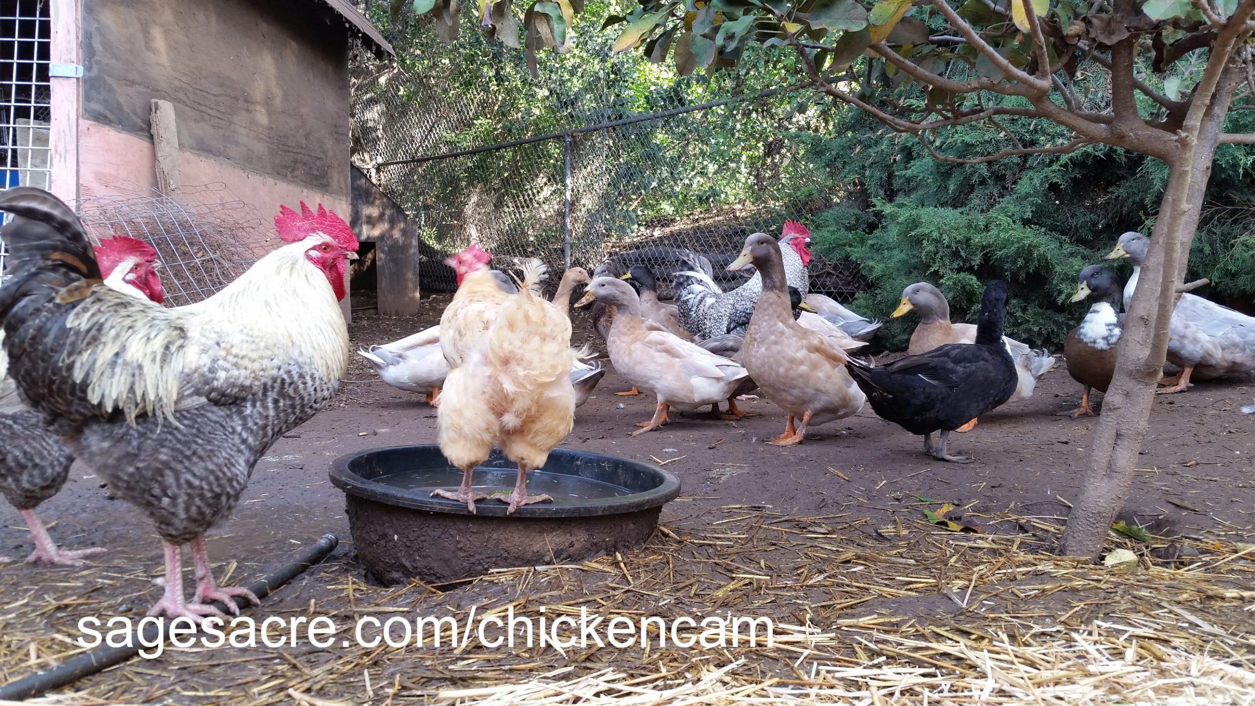 The Chickencam is Live in a New Location | Sage's Acre