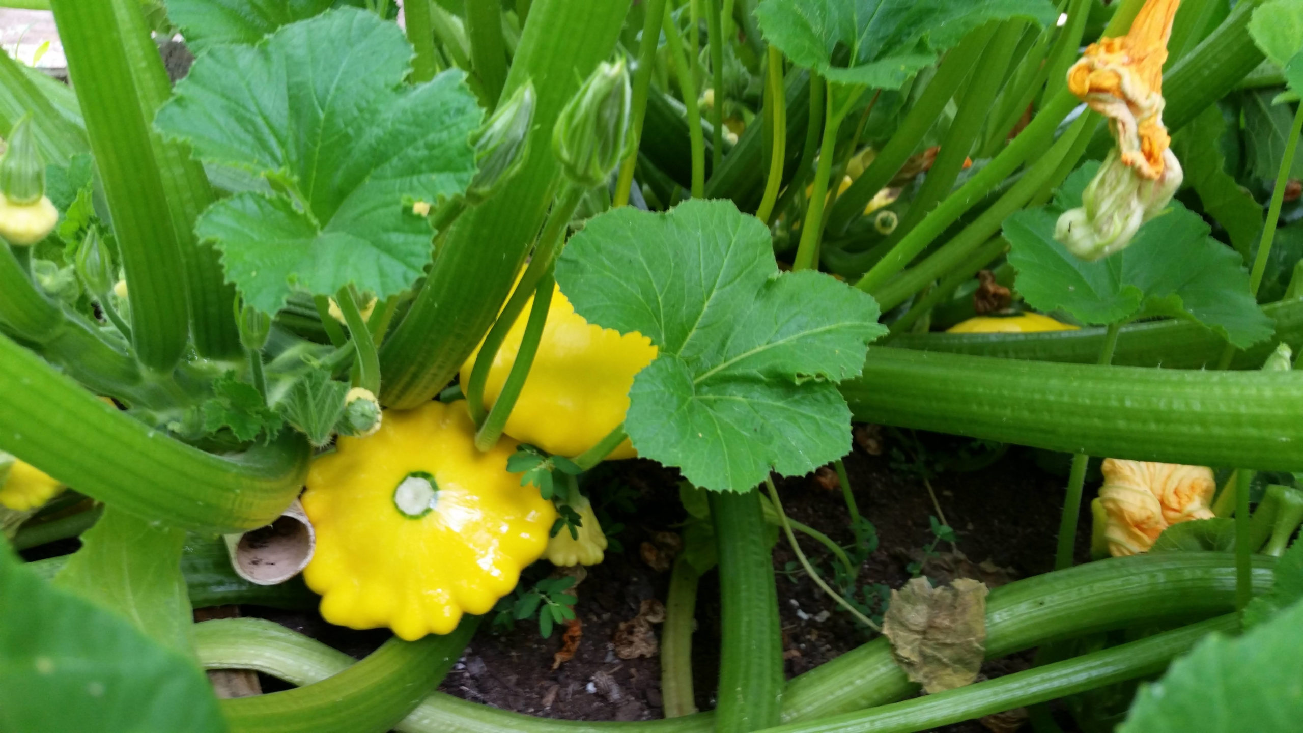 Scallop Squash Coming in Hot | Sage's Acre