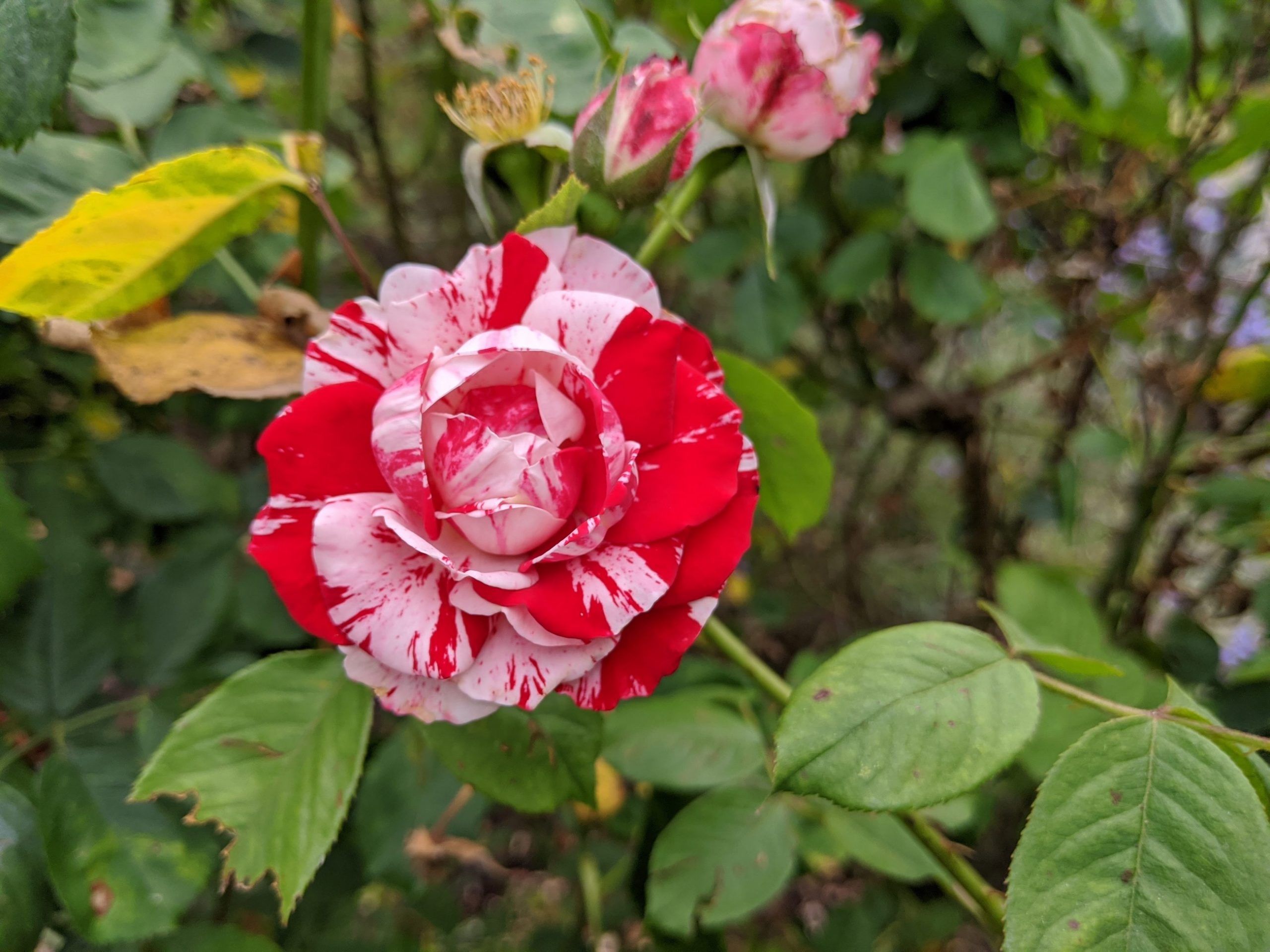 Peak Spring | Sage's Acre