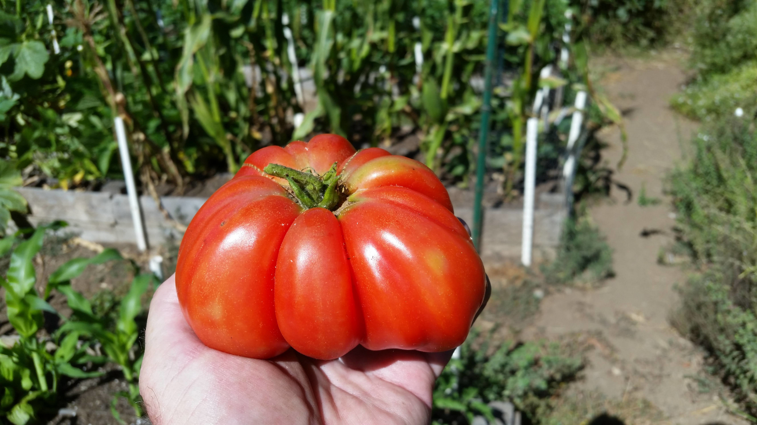 Full Frontal Lobe Tomato Mystery | Sage's Acre