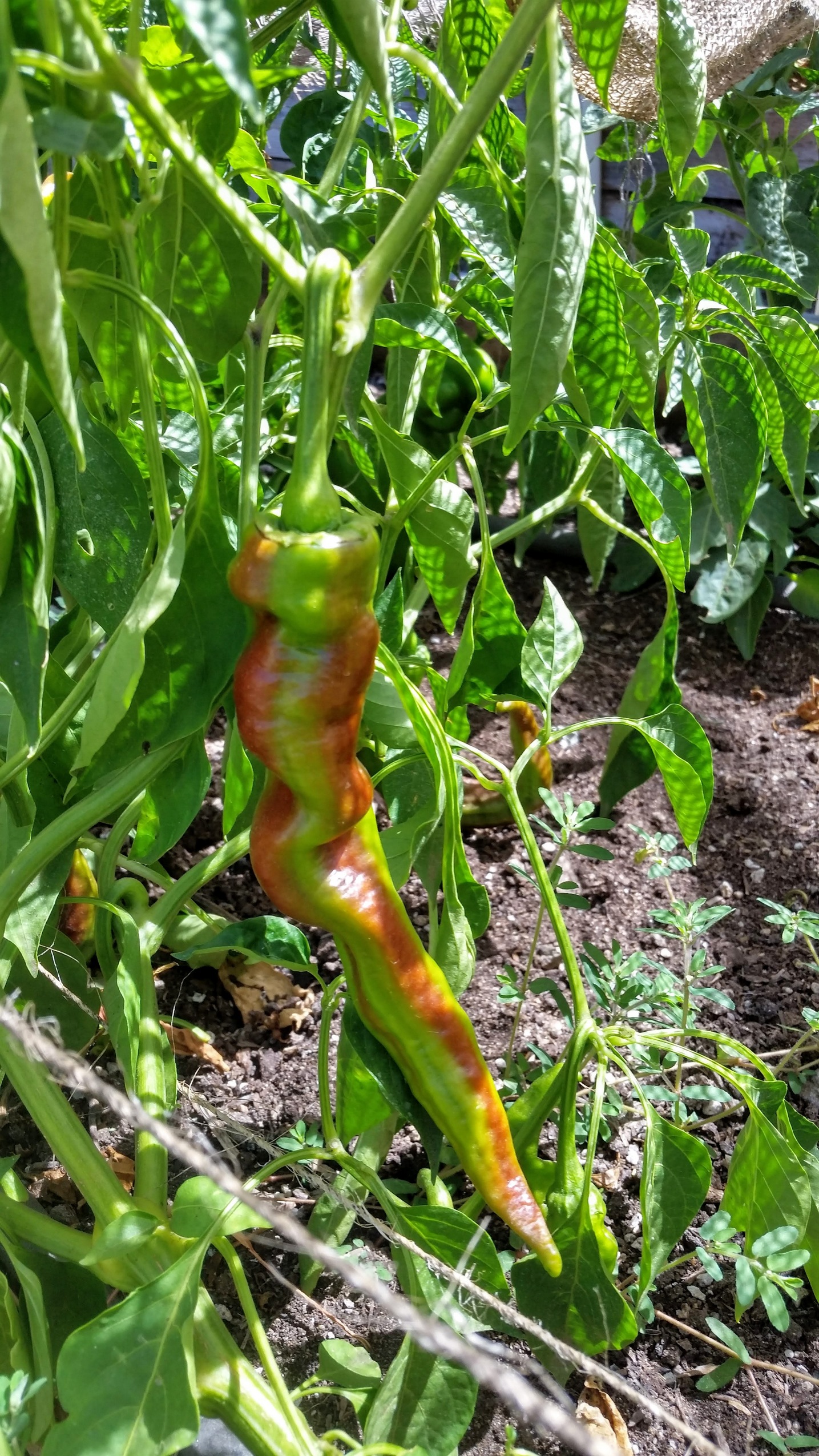 A Striped Pepper | Sage's Acre