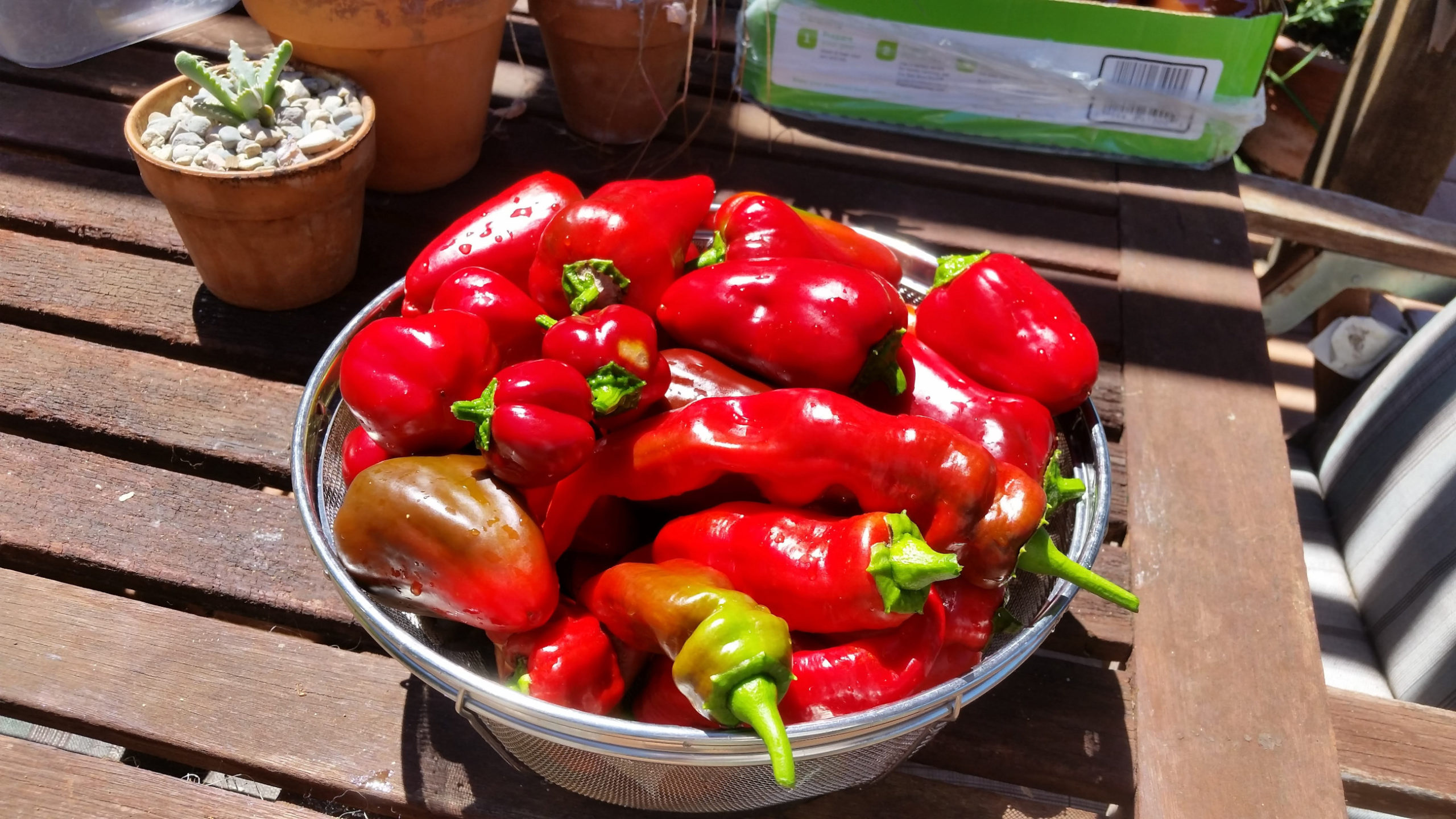 Sweet Pepper Season | Sage's Acre