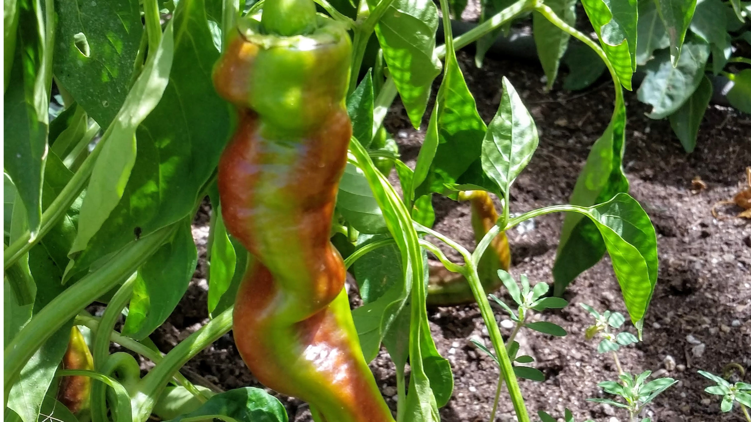 A Striped Pepper | Sage's Acre