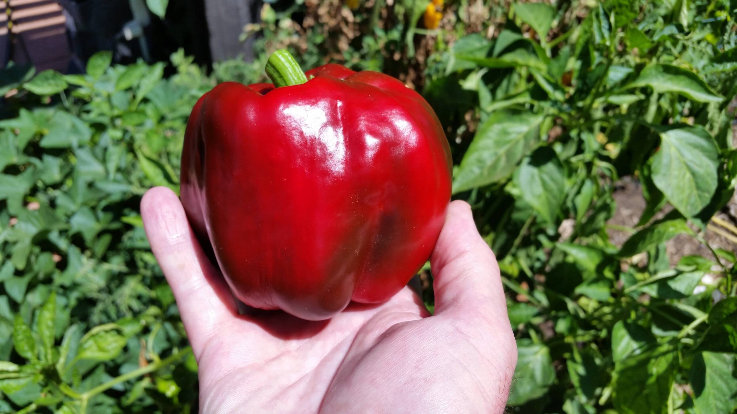 How About Them Apples? | Sage's Acre