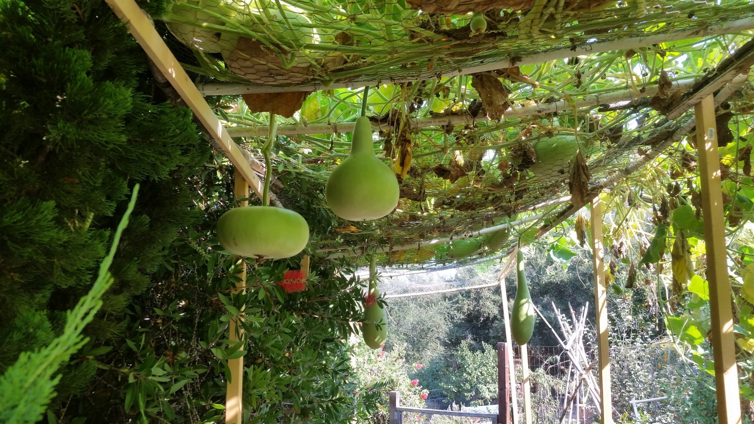 A Walk Among the Gourds | Sage's Acre