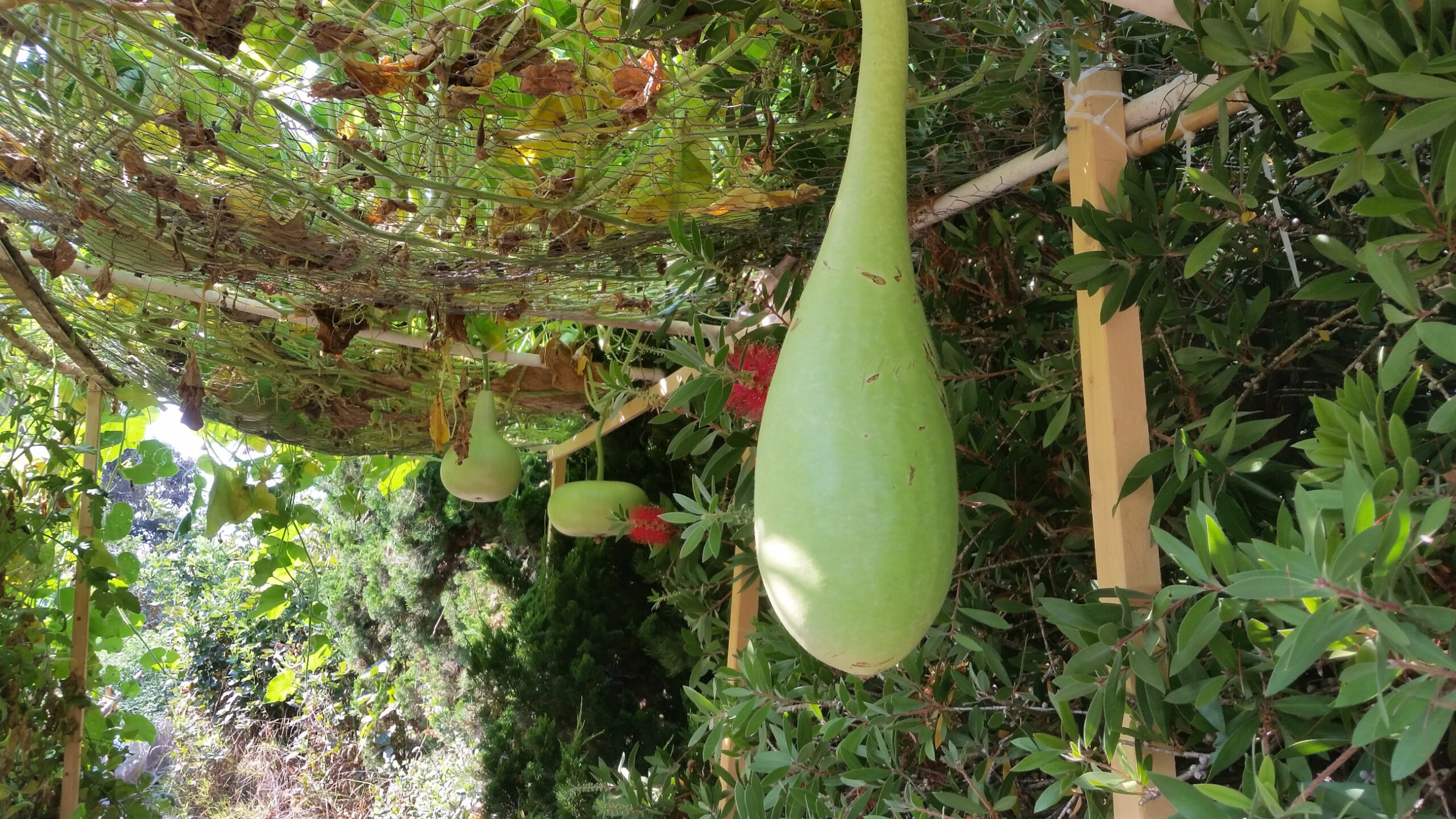 A Walk Among the Gourds | Sage's Acre