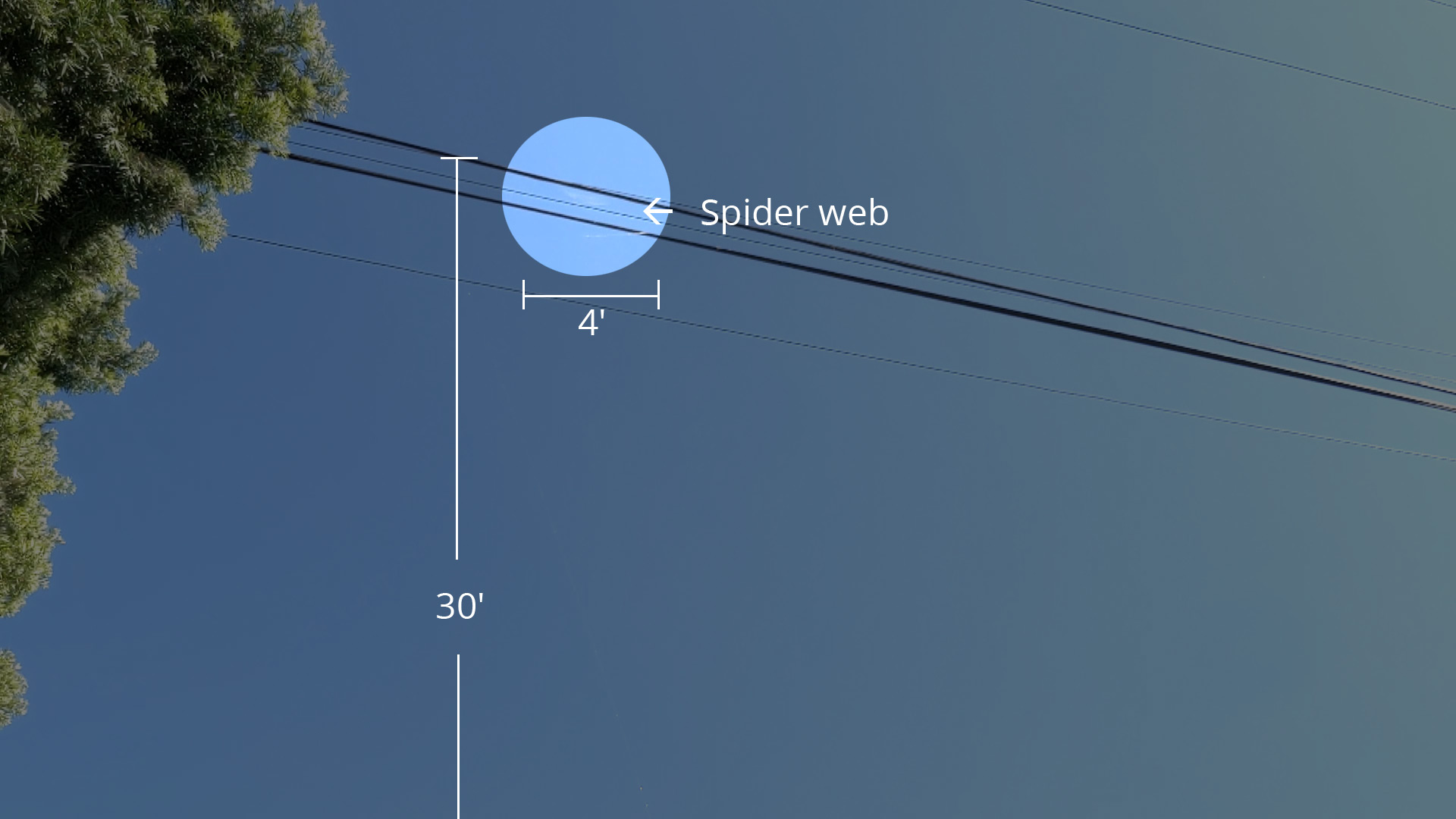 Video: Big spider caught my car | Sage's Acre