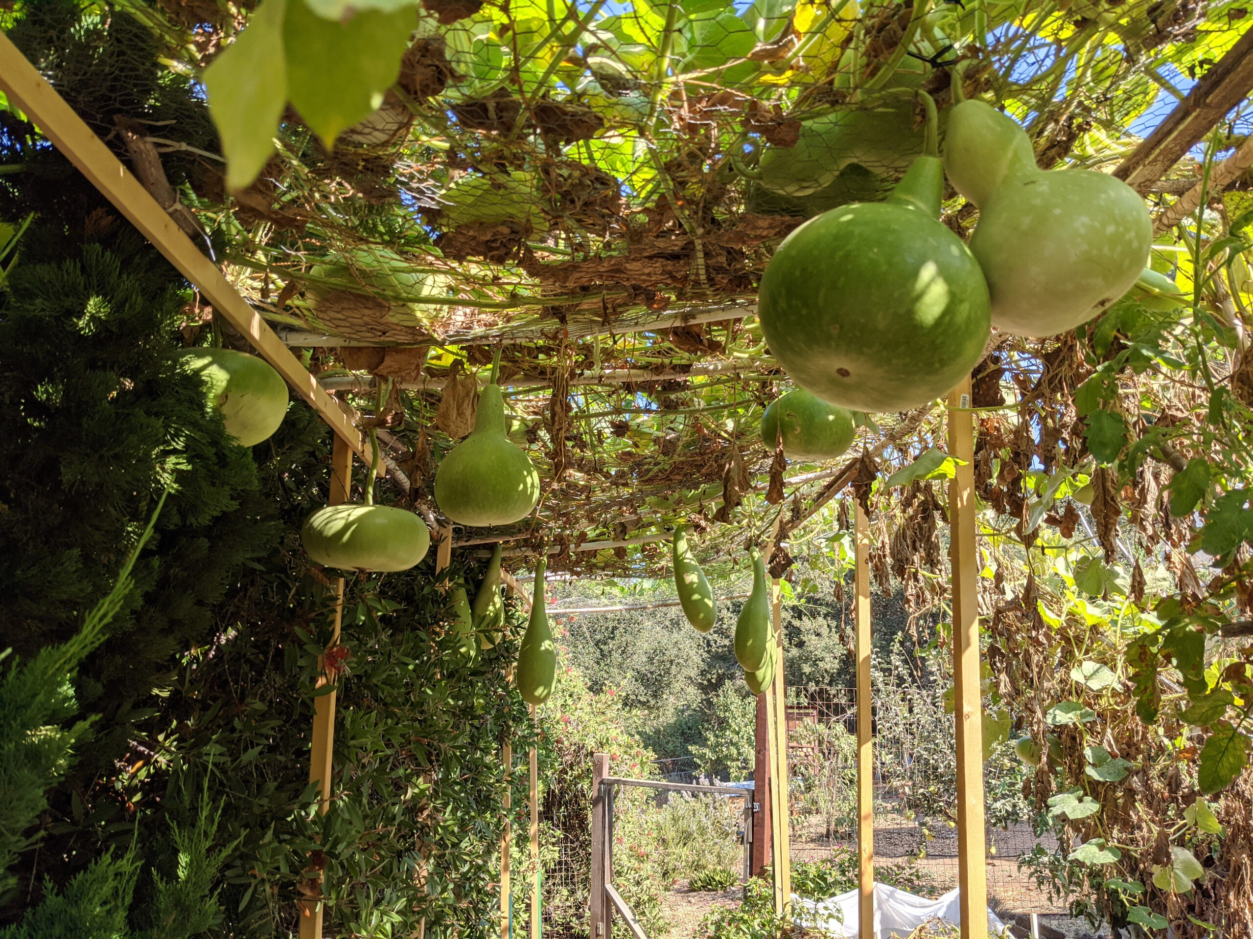 The Hanging Gourd Garden Right Now | Sage's Acre