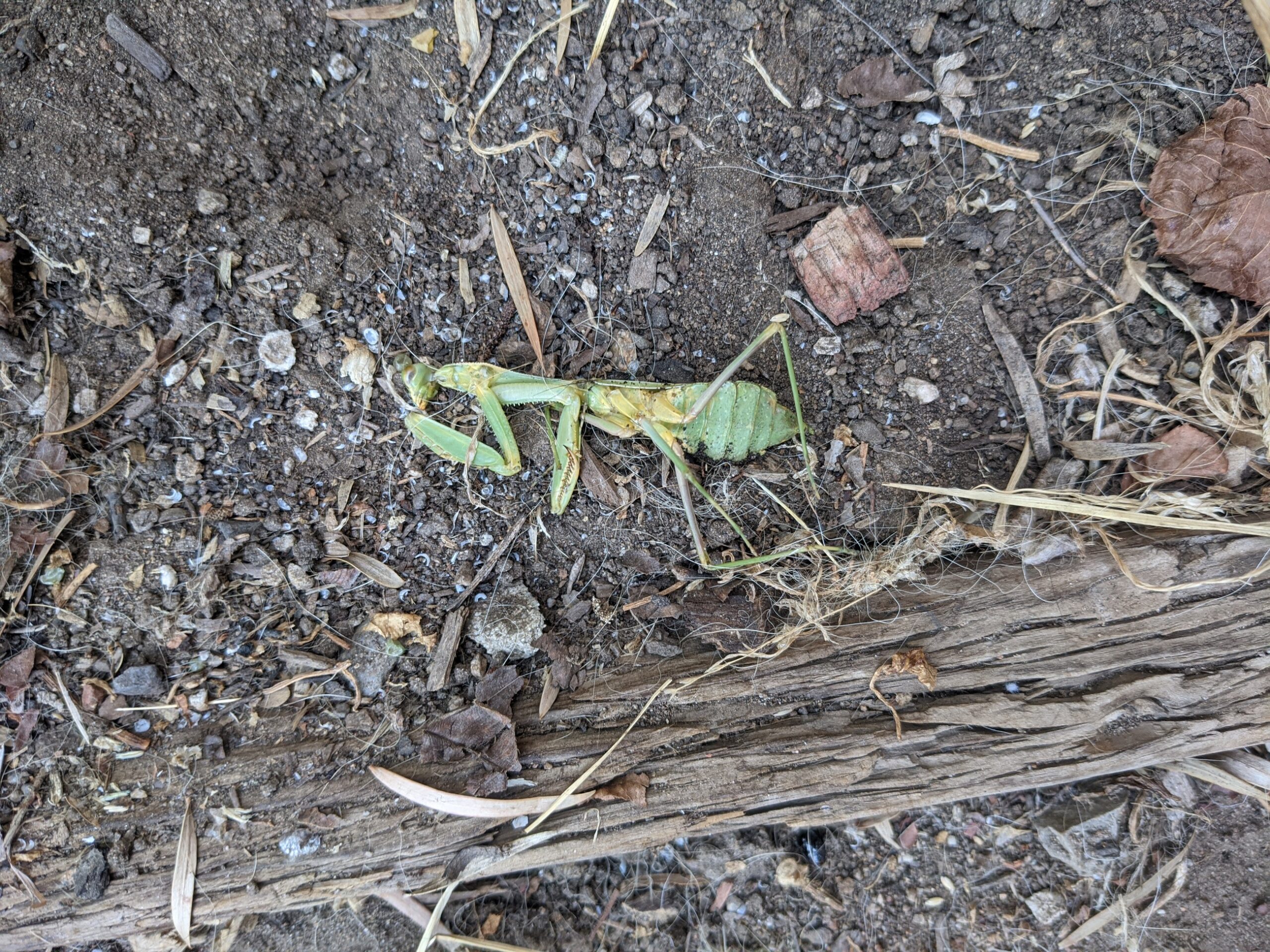 End of a Praying Mantis | Sage's Acre