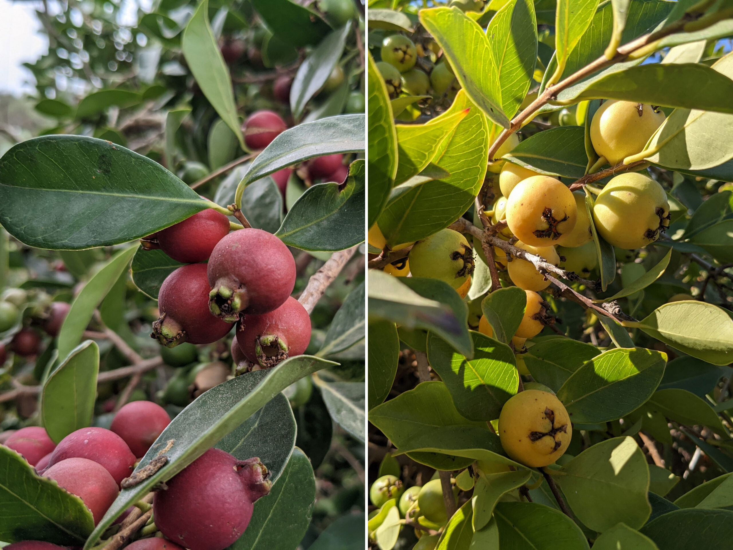 Guava Season | Sage's Acre