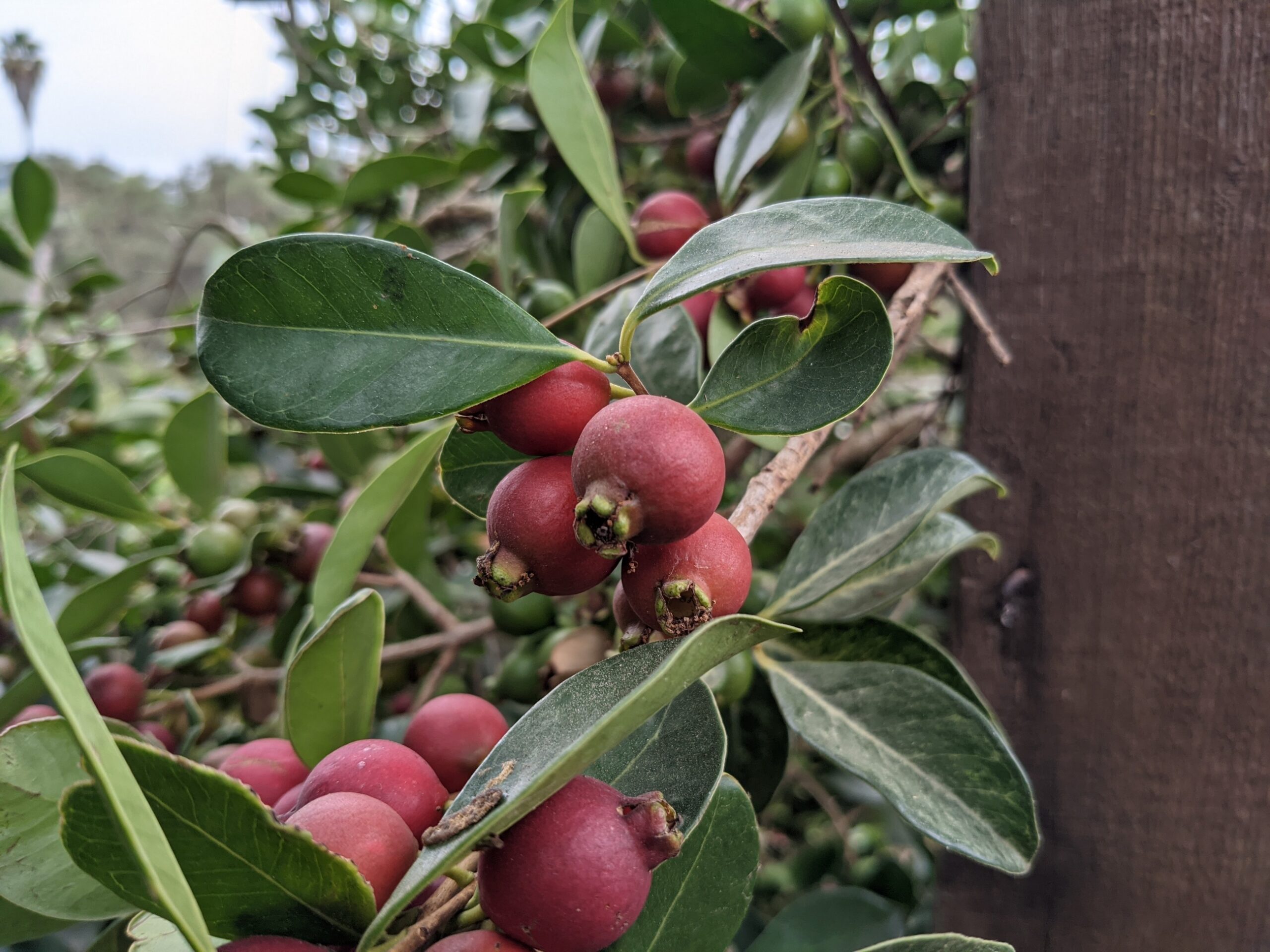 Guava Season | Sage's Acre