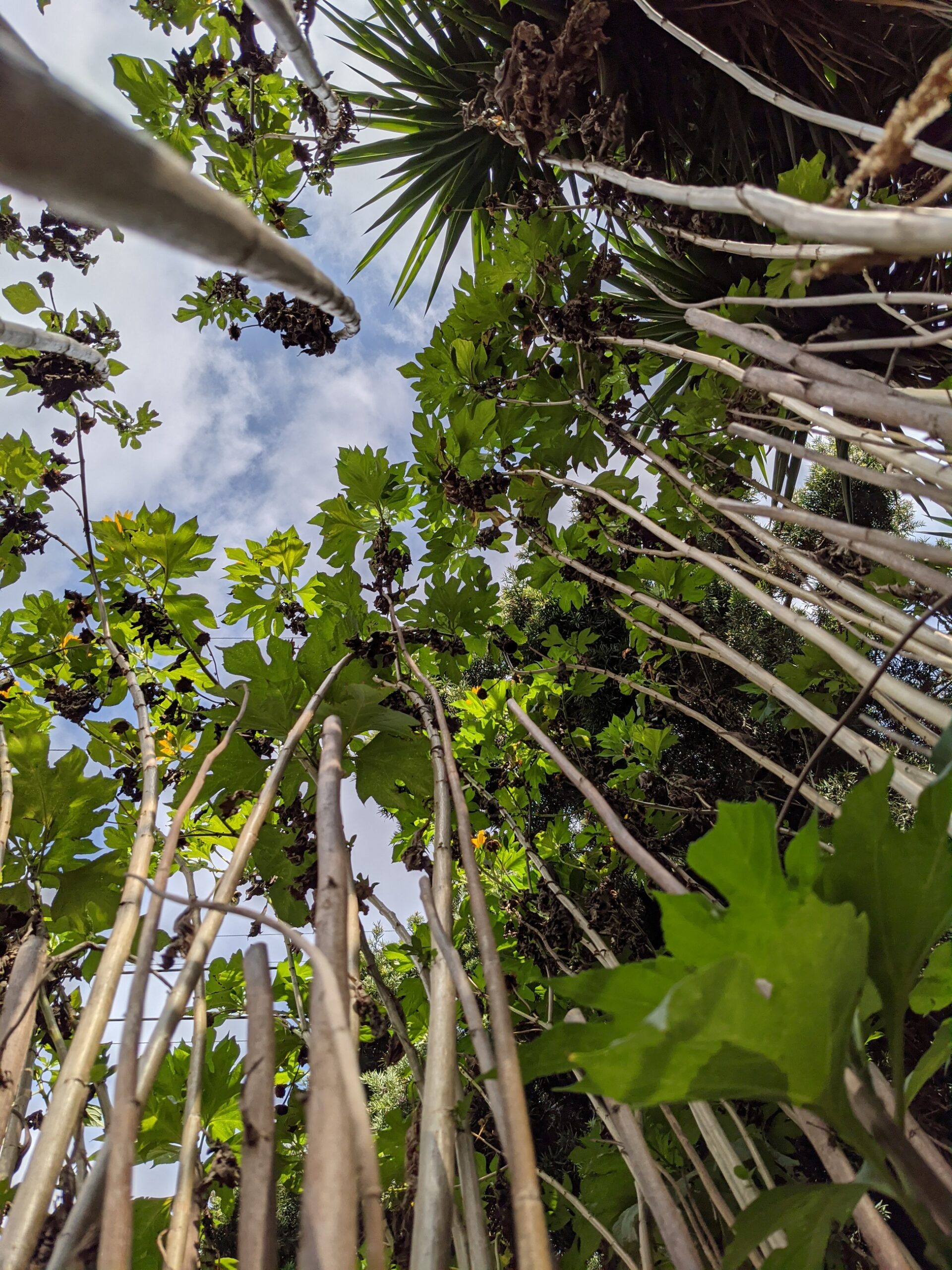 Towering Tithonia | Sage's Acre
