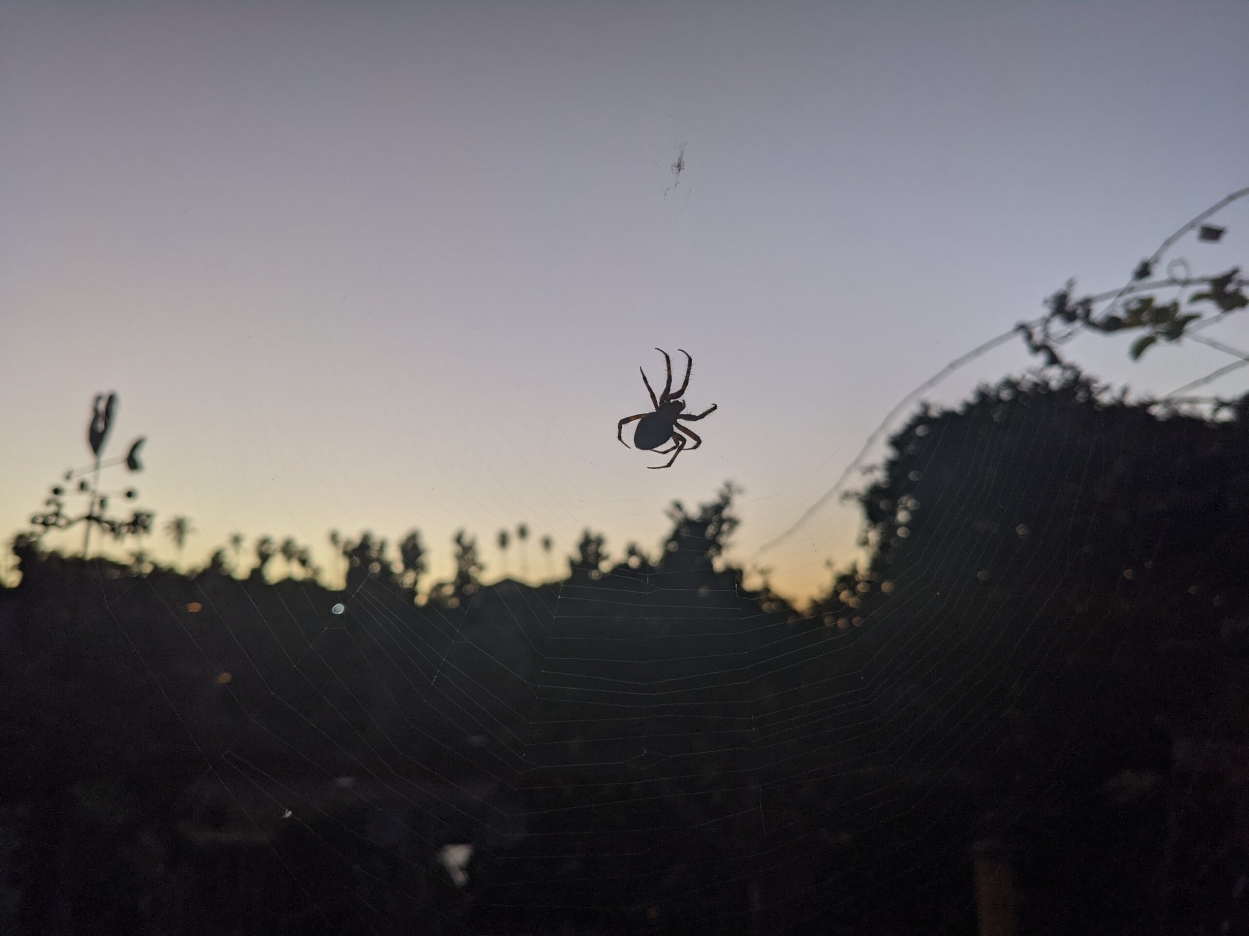 Last Spider of the Season | Sage's Acre