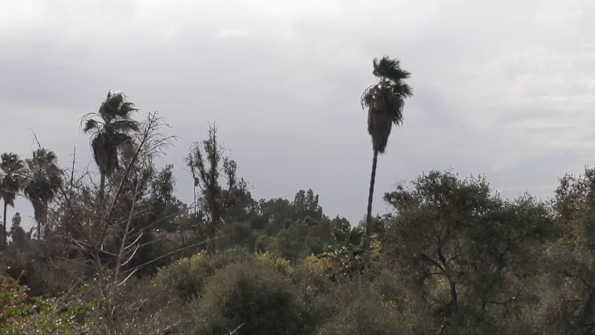 Video: Windy Day | Sage's Acre