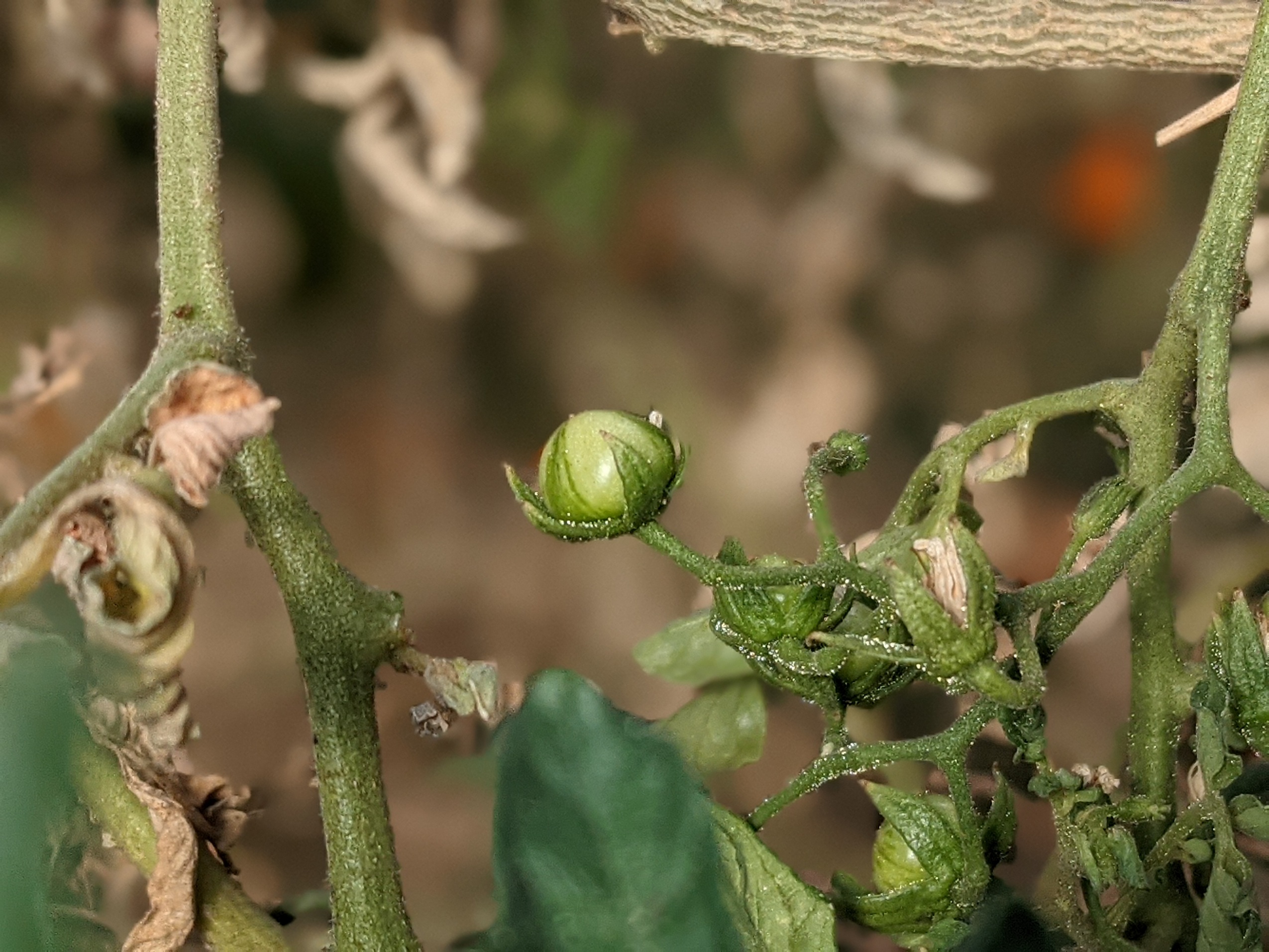 First Tomato of the Season | Sage's Acre