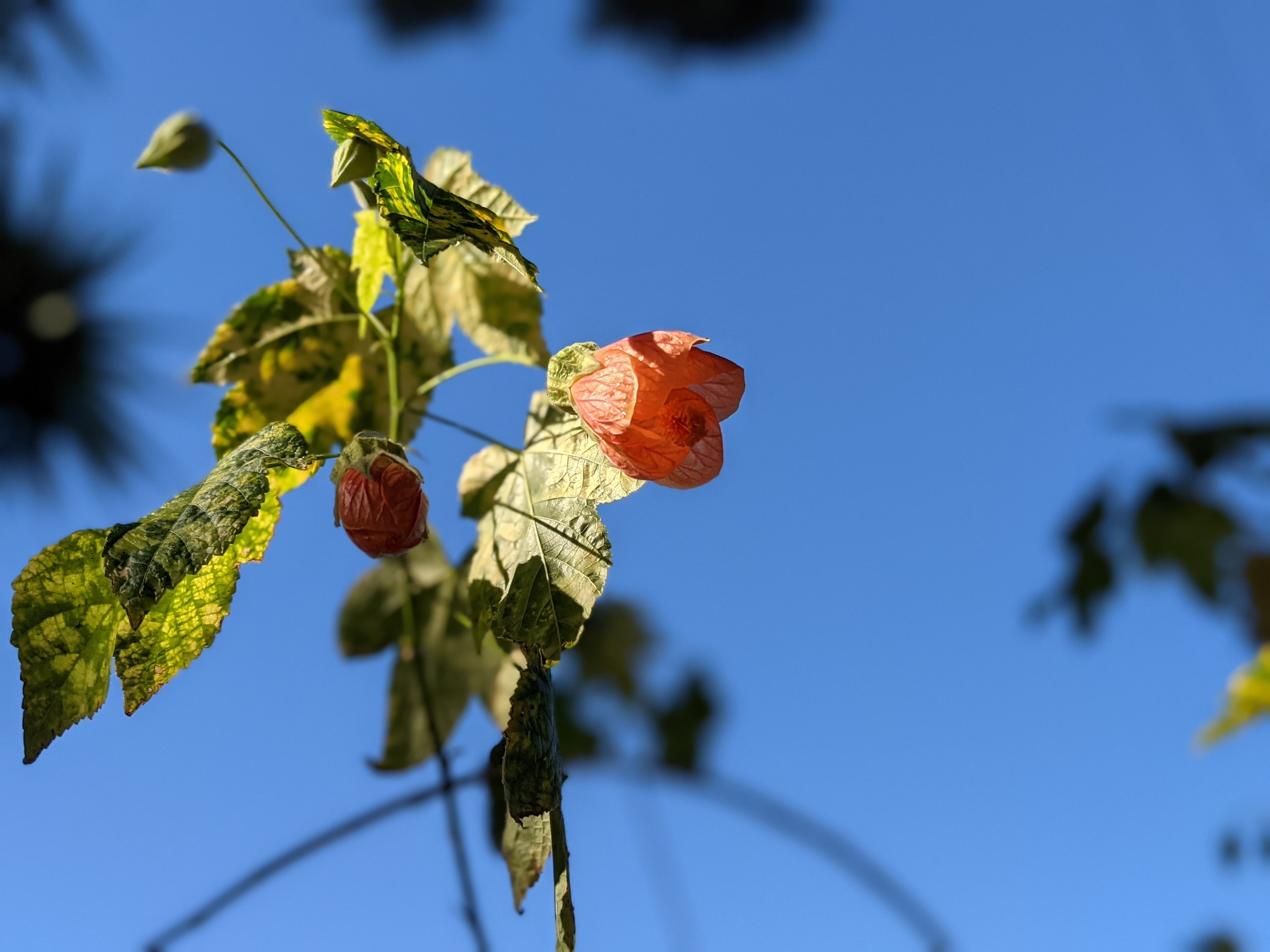 Chinese Lantern in Bloom | Sage's Acre